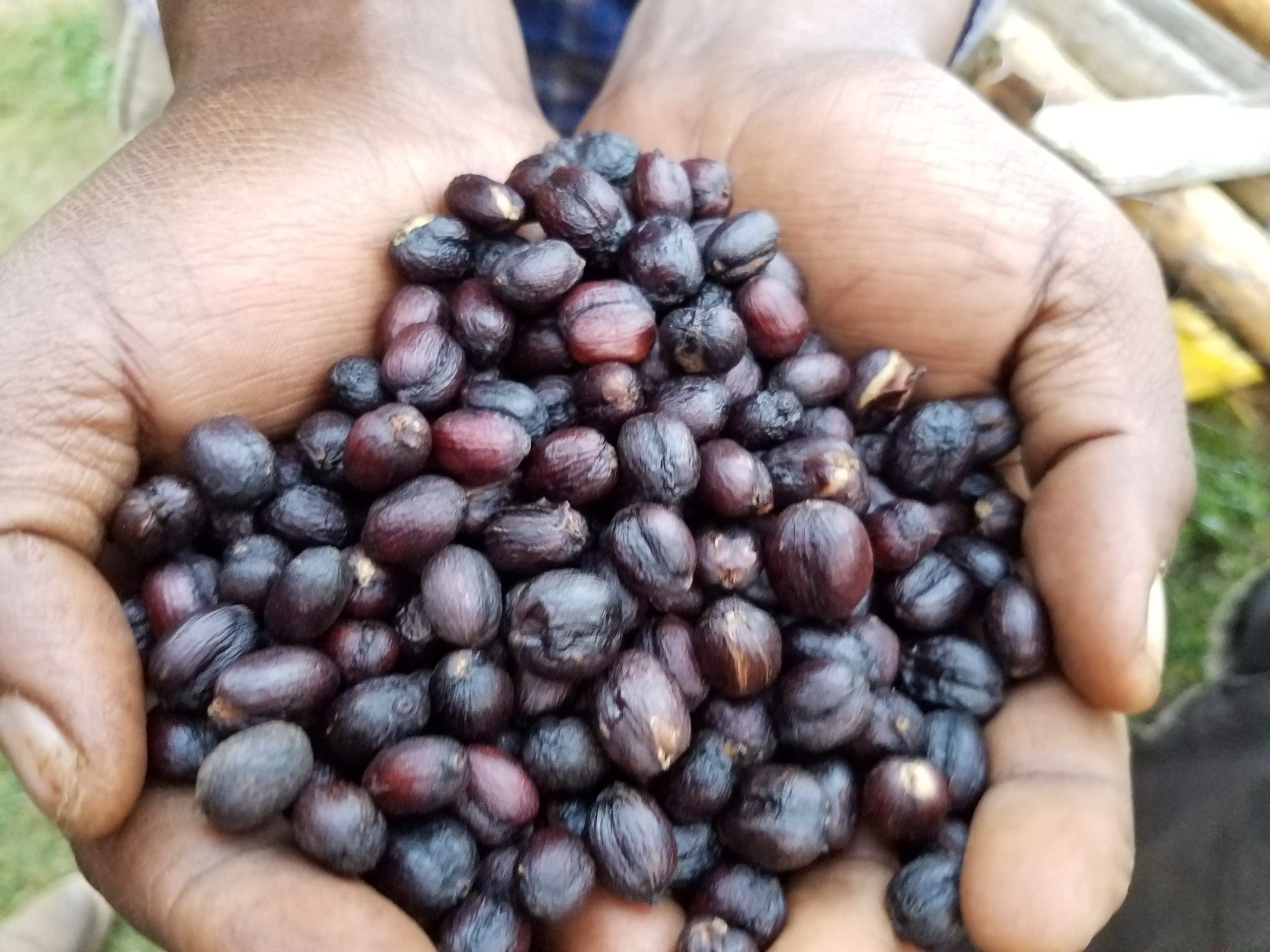 Gedeb Chelchele Natural - Ally Coffee