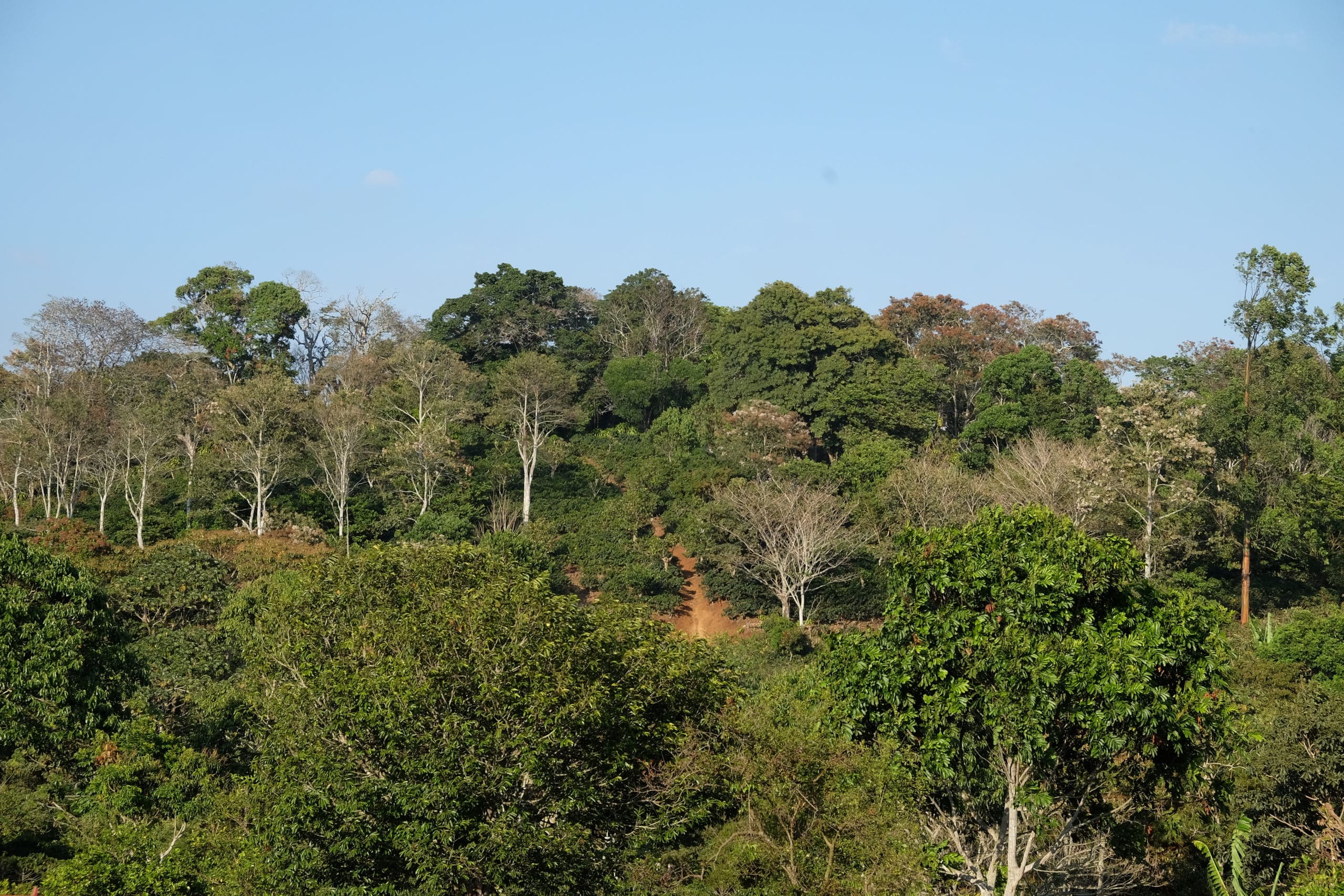 Entries For Santa Anita - CorTanNews