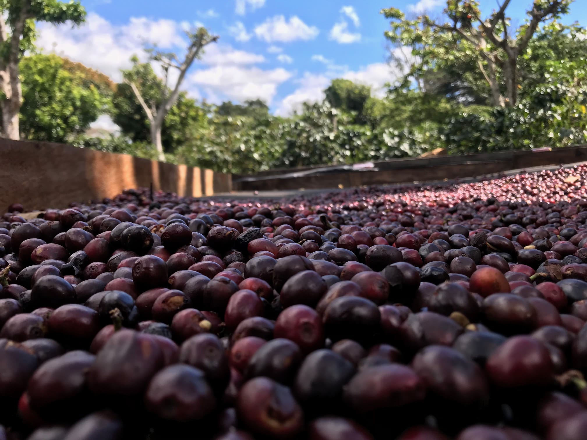 Finca Nazareth Pacamara Natural - Ally Coffee