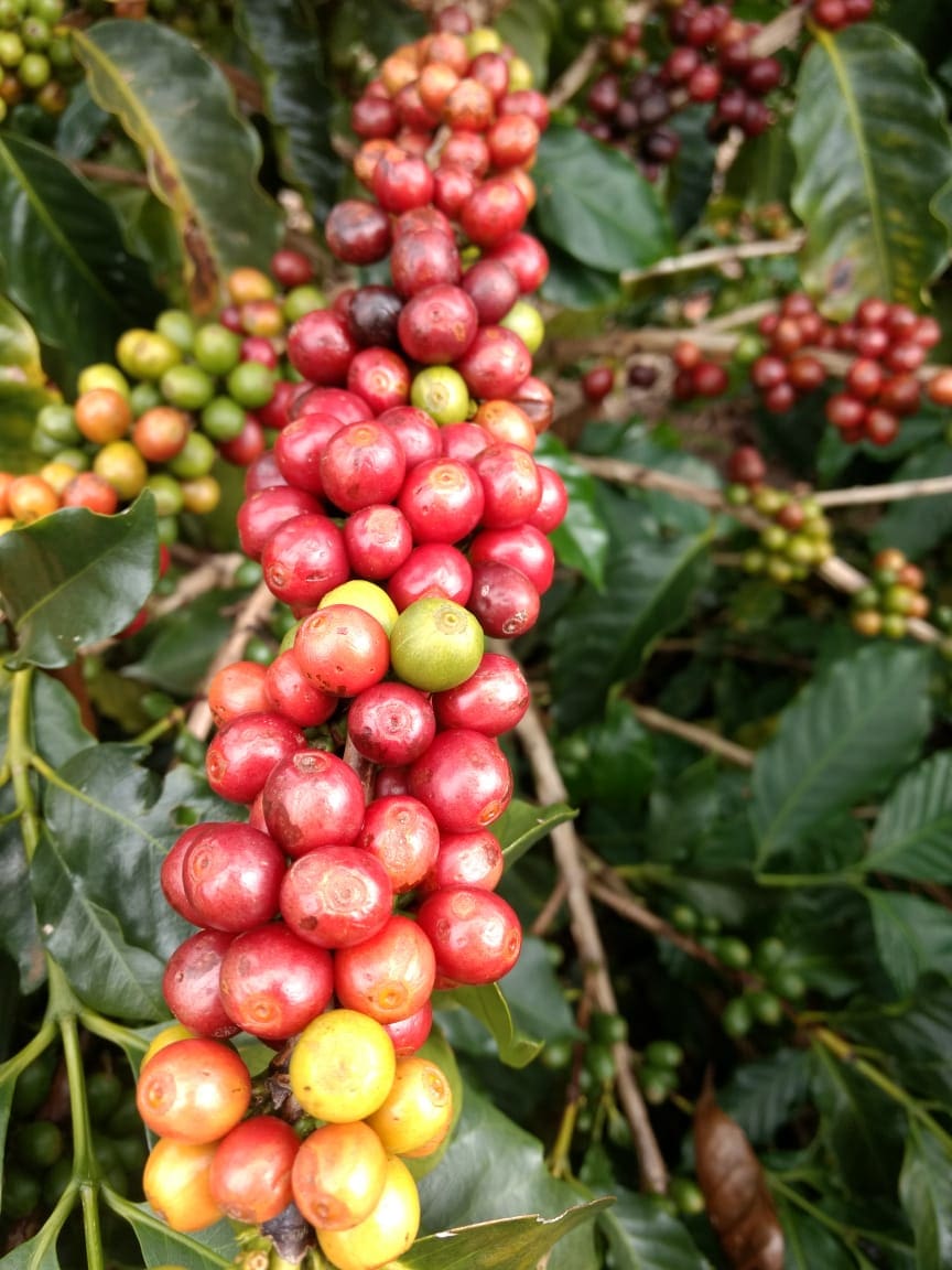 Sítio Cajarana – Paulo Junior da Silva Red Catuai Natural Fermented ...