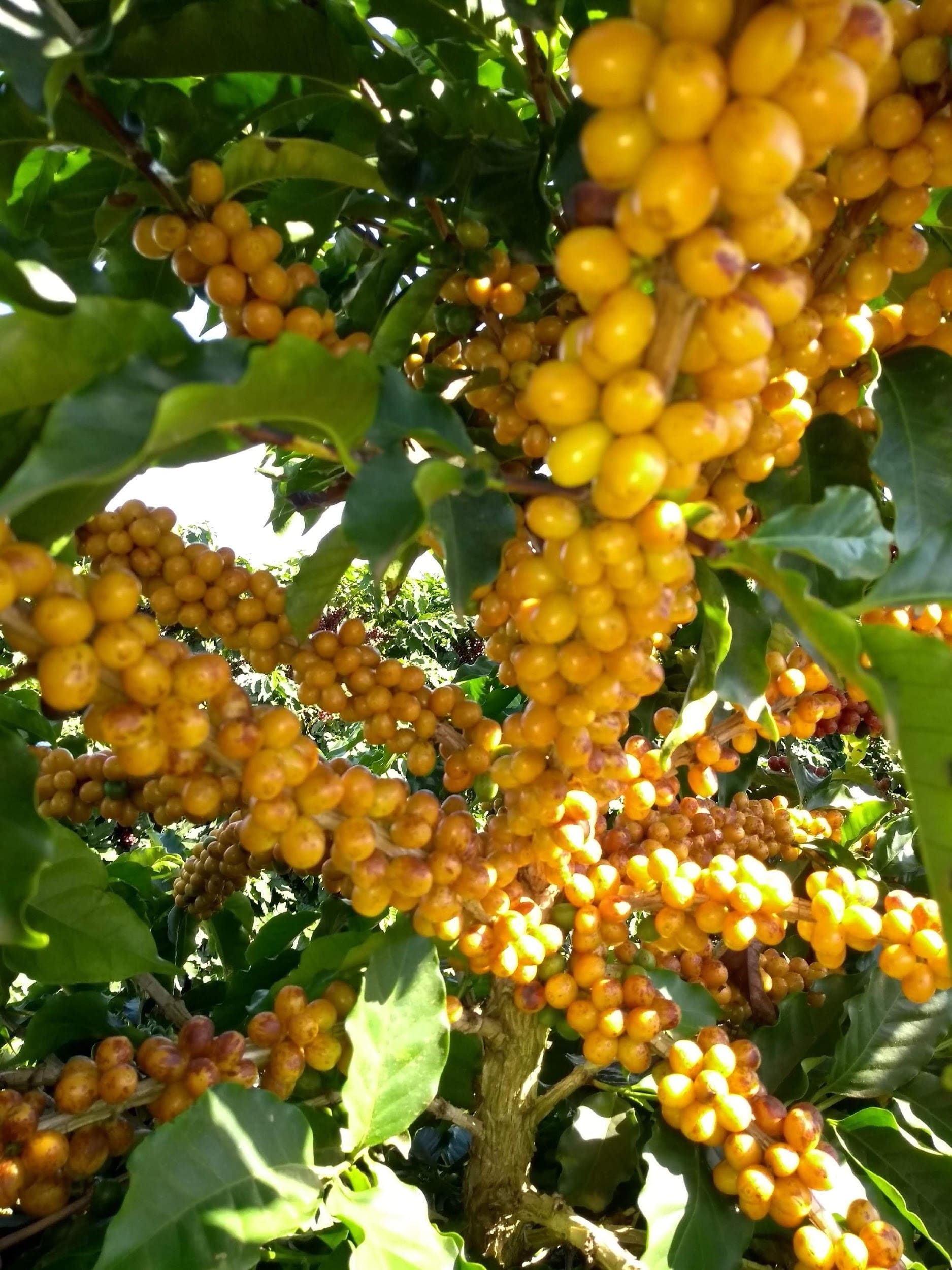 Sítio Tarumã – Eduardo Daniel da Silva Yellow Catuai Natural - Ally Coffee