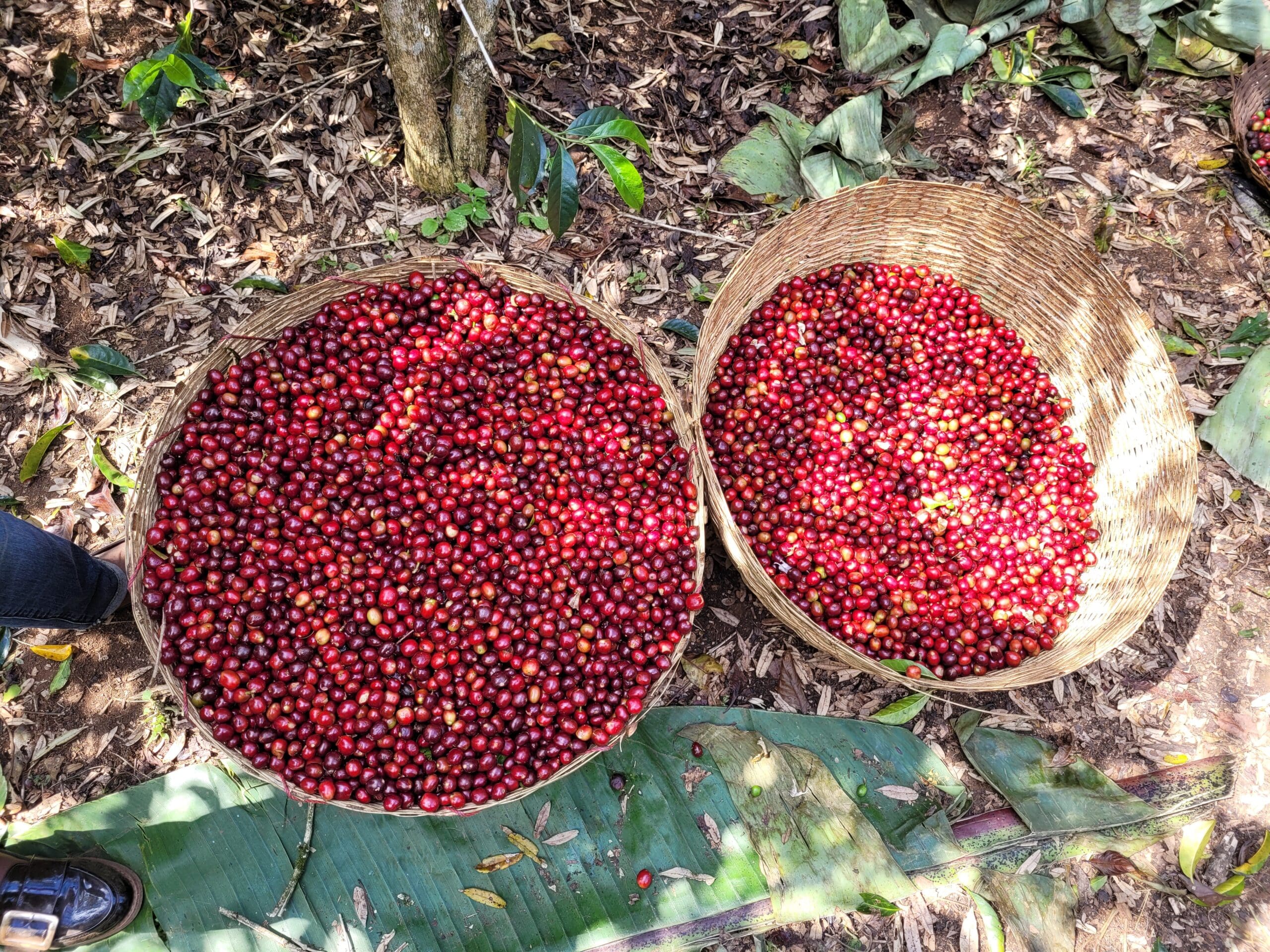 West Arsi Riripa Natural - Ally Coffee