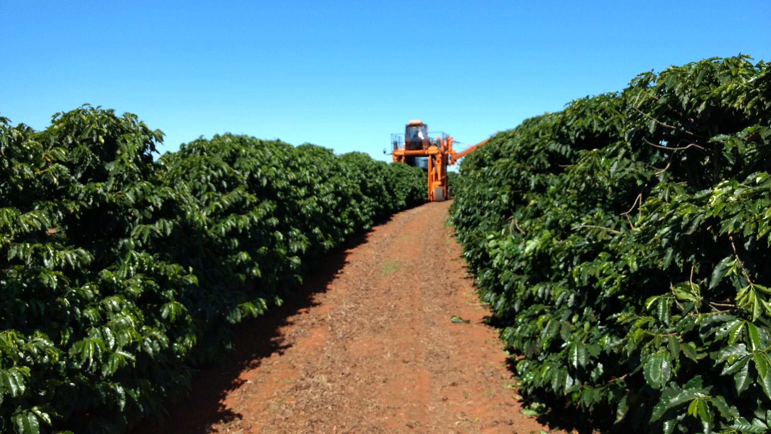 Fazenda Dois Irmãos – Evandro Sanchez – Yellow Catuai Pulped Natural ...