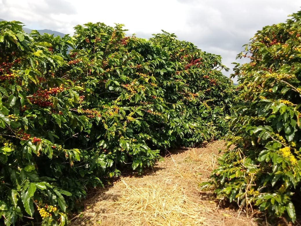 Córrego São Pedro – Robson Pinheiro – Red Catuai Natural - Ally Coffee