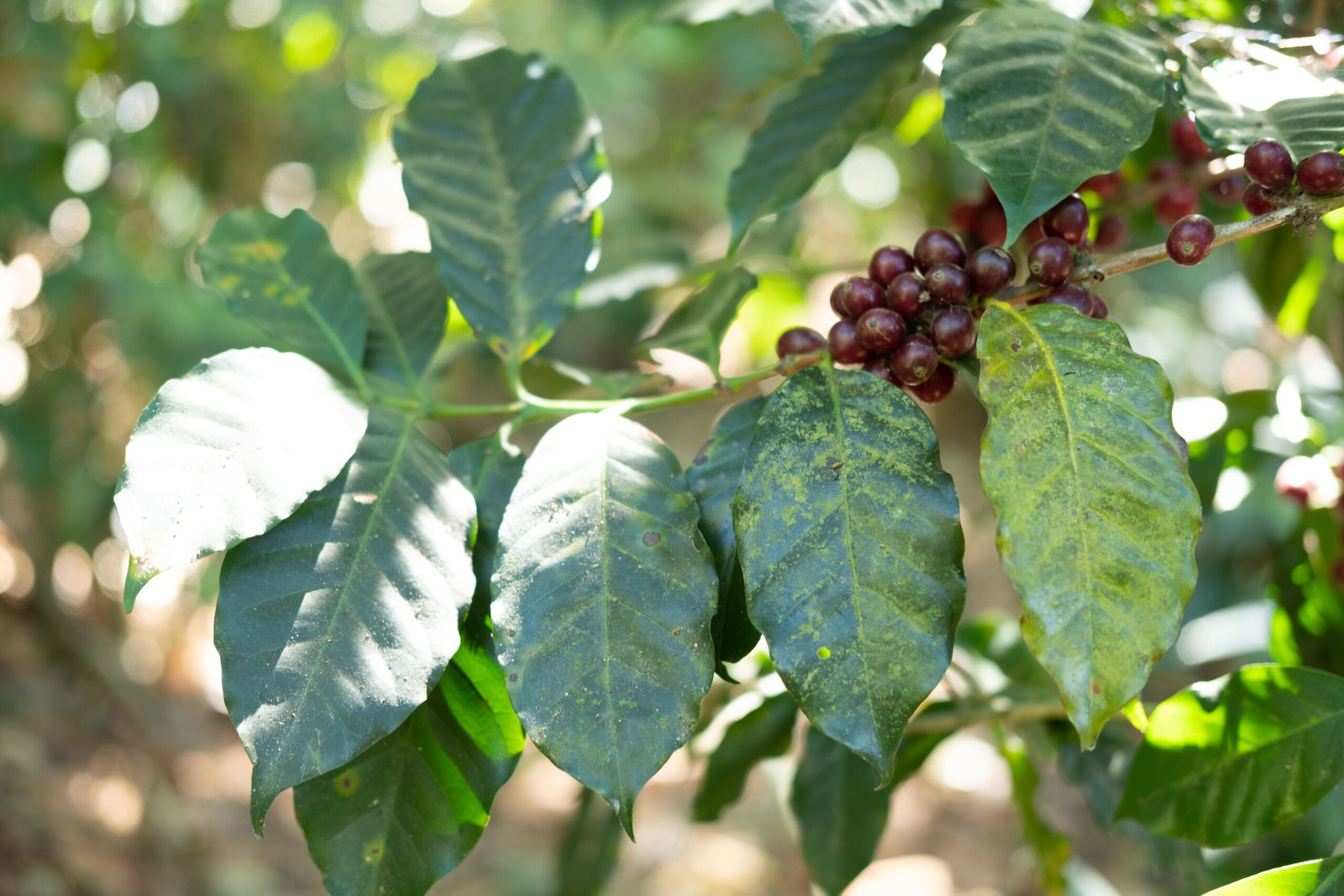 Los Angeles Coffee Co-op Washed FTO - Ally Coffee