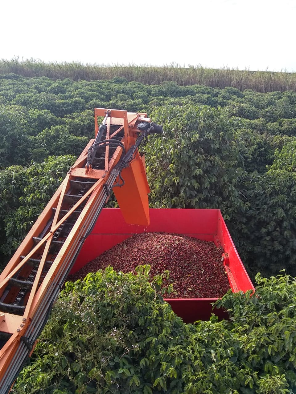 Fazenda Santa Barbara – Leandro Cesar Natal – Red Catuai Natural - Ally ...