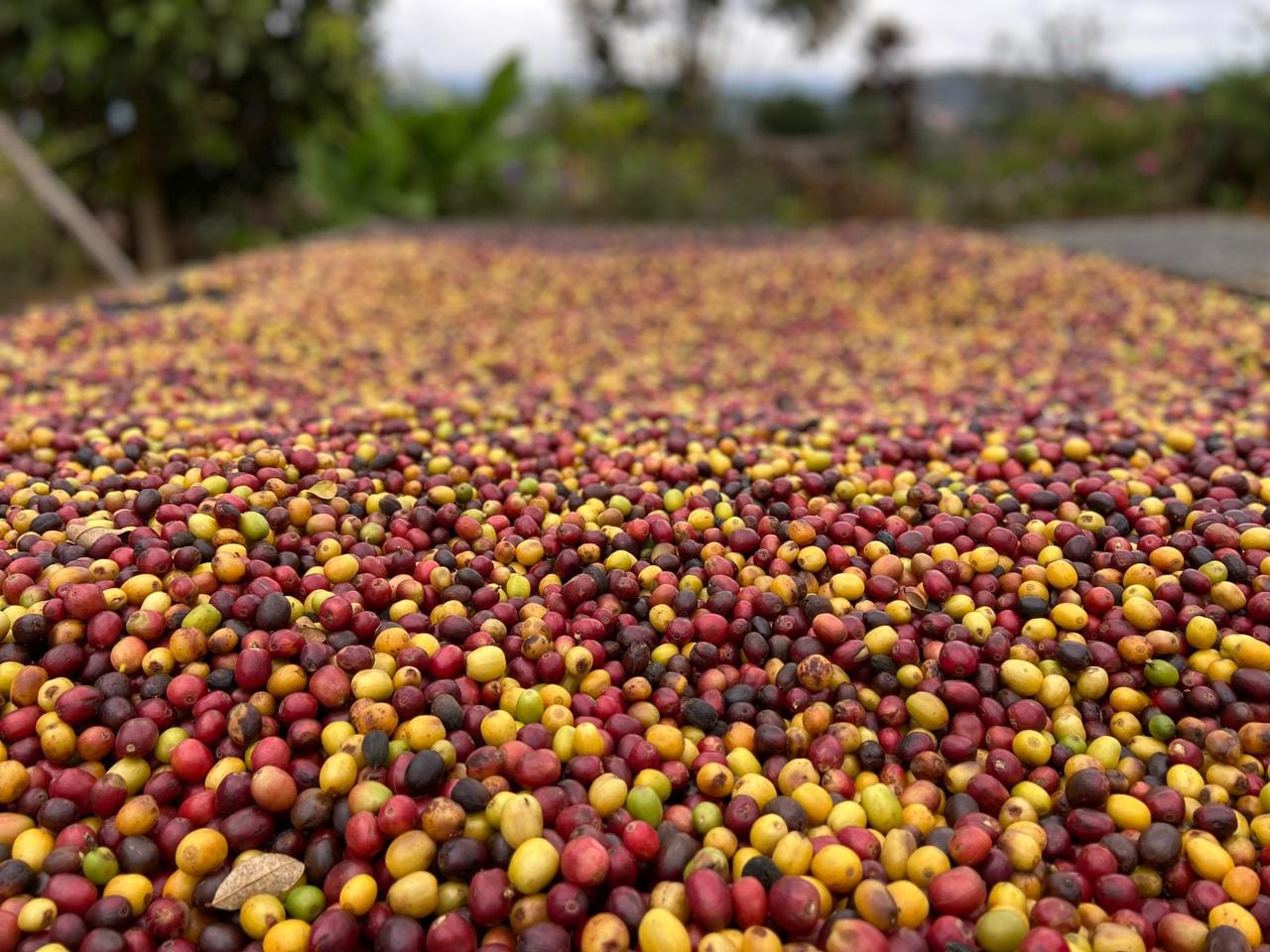 Fazenda Córrego do Retiro – Júlio Maria Coelho – Yellow Catuai Natural ...