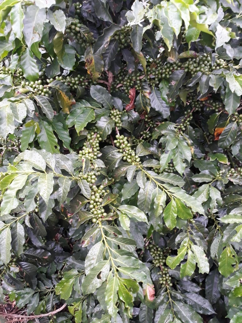 Sítio Cachoeirinha – Claudia Roberta de Oliveira – Red Catuai Fermented ...