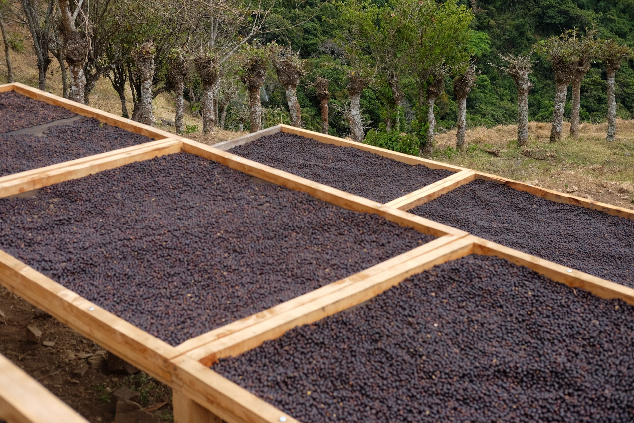 Roble Negro – Daniel Monge – Catuai Natural - Ally Coffee