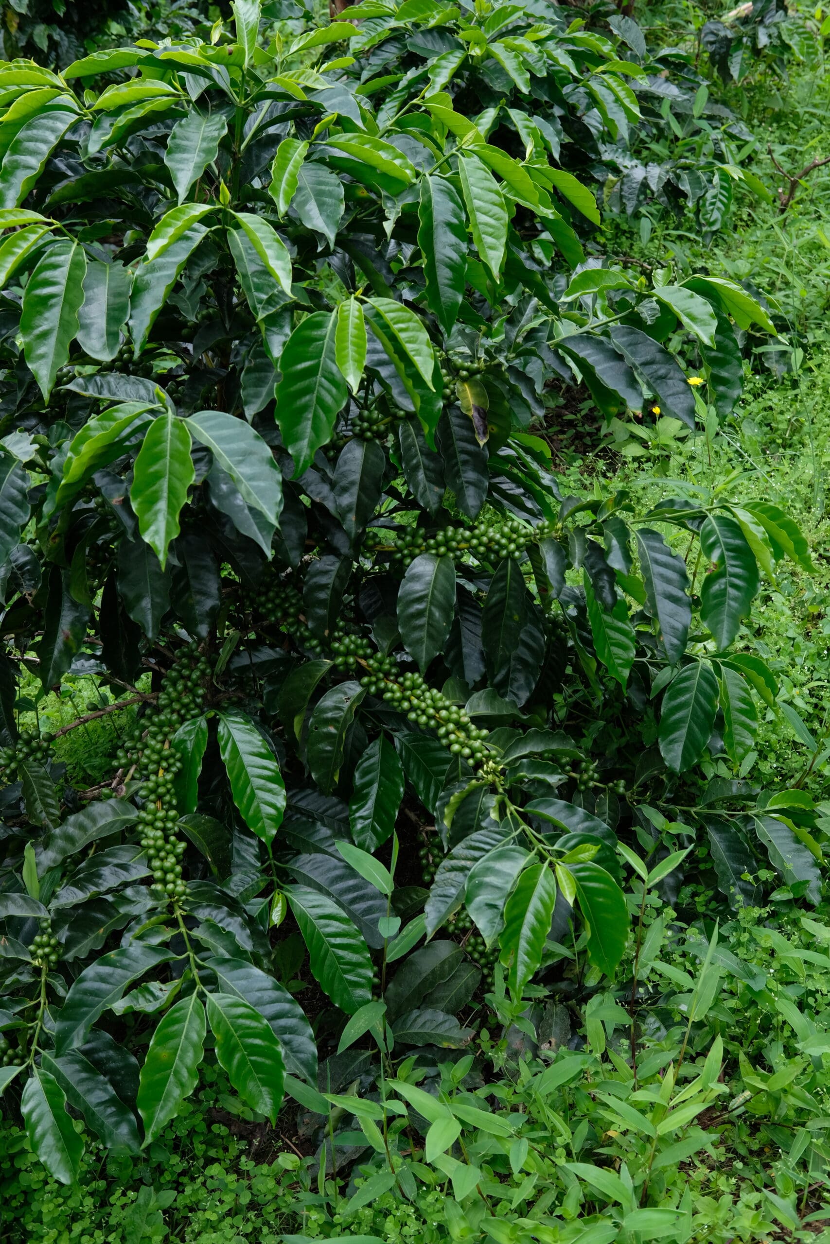 San Cristobal Micromill Villalobos Black Honey - Ally Coffee