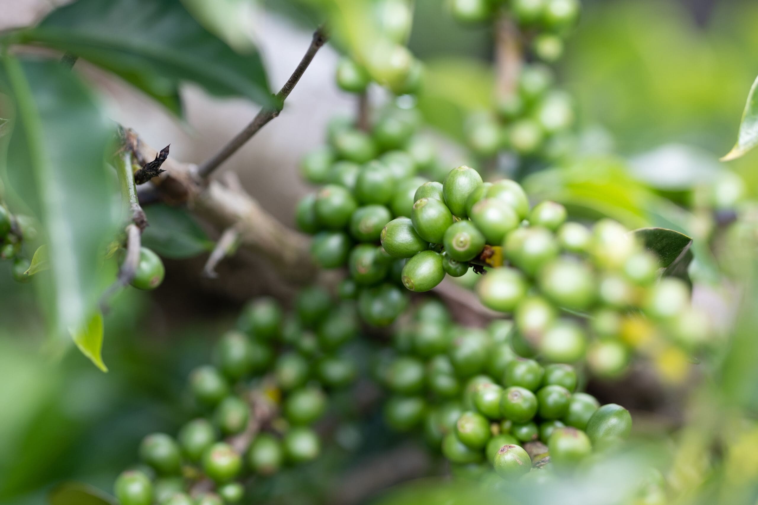 Mercedes de Catalan Pacamara Washed - Ally Coffee