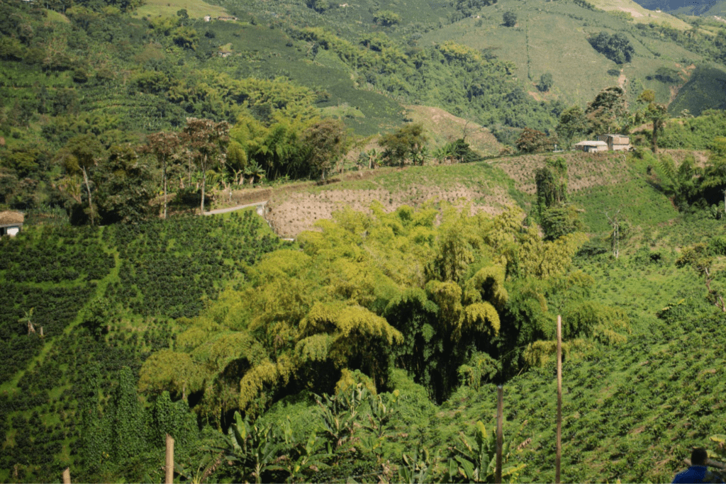 Finca Milan Pink Bourbon Natural - Ally Coffee