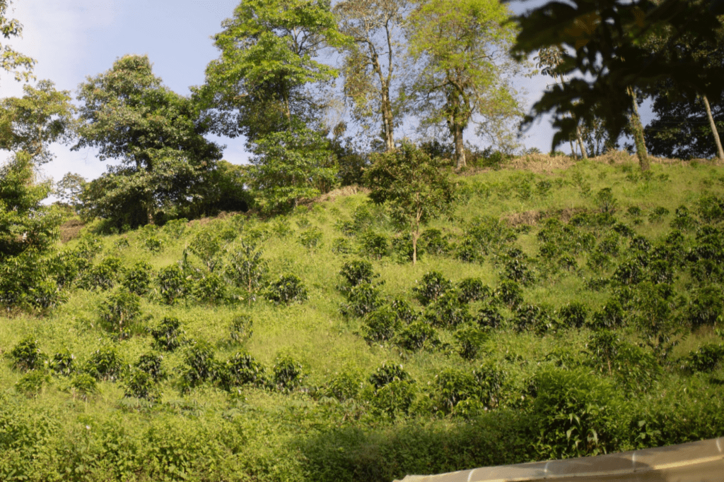 Finca Milan – Castillo/Caturra – Maypop Cultured Washed - Ally Coffee