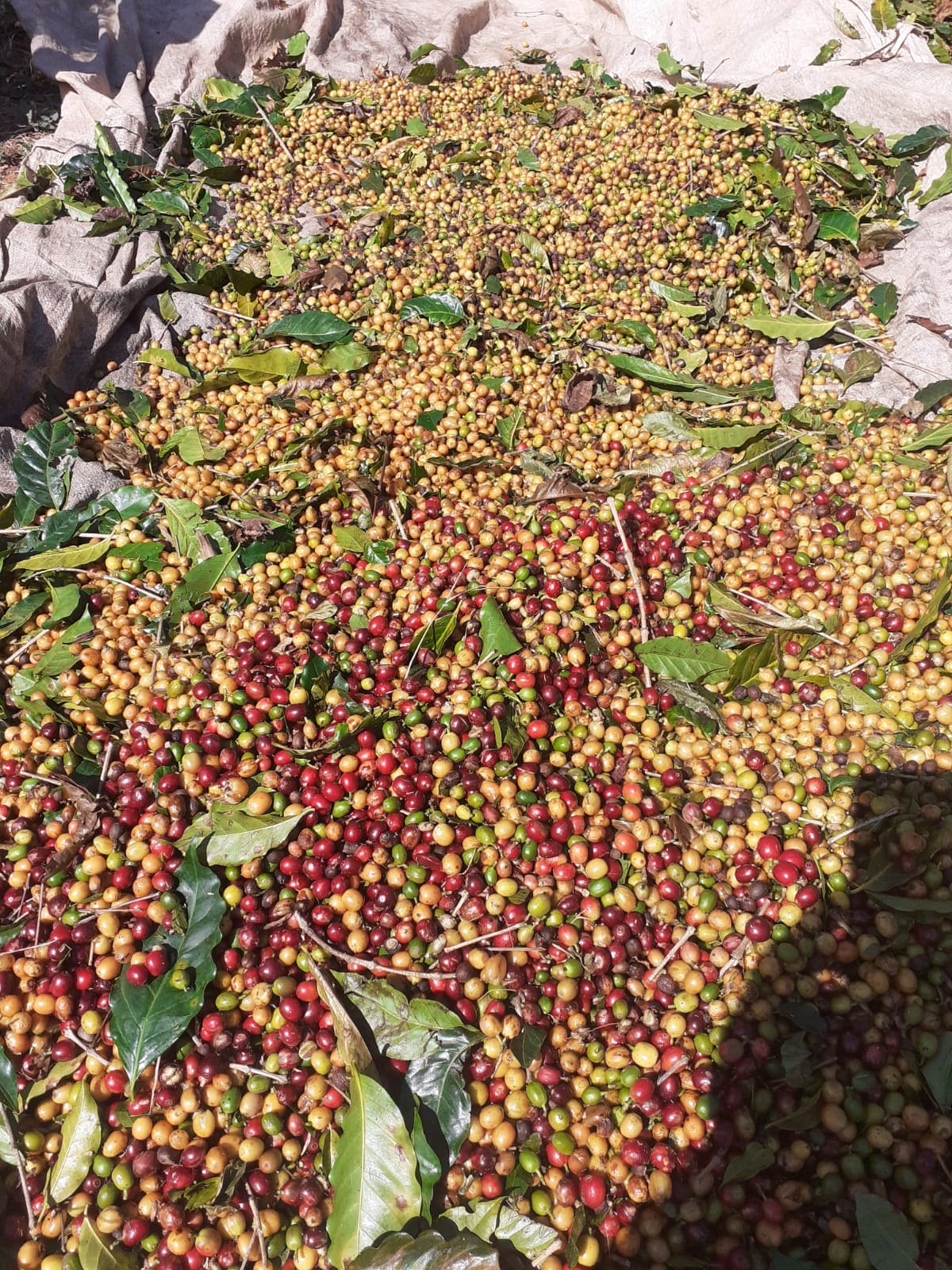 Sítio Fazendinha – Emilio Raimundo de Faria – Red Catuai Natural - Ally ...