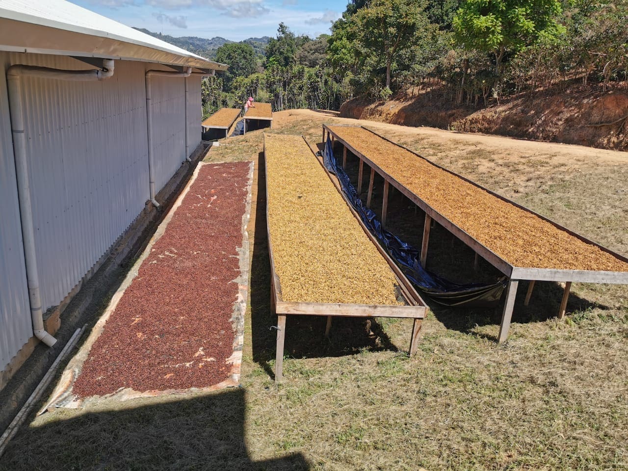 Coffee Nace S.A Micromill San Cristobal Natural - Ally Coffee