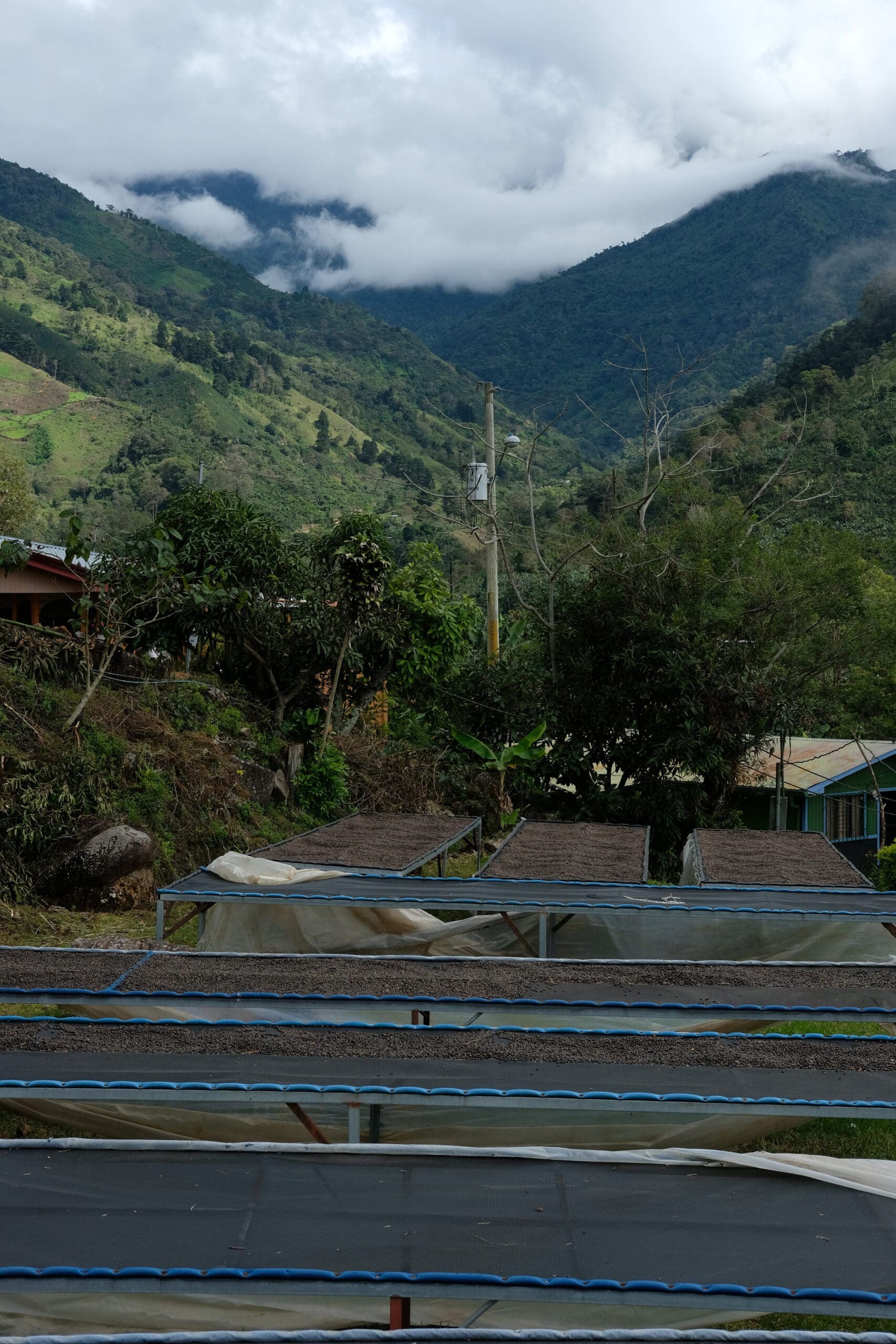 Don Senel Micromill Obata Anaerobic Natural - Ally Coffee