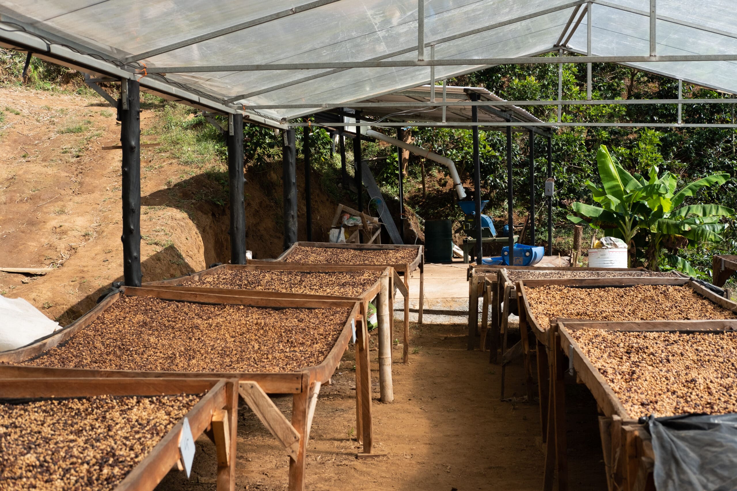 Los Duran Micromill – Adonay Rodriguez – Black Honey - Ally Coffee