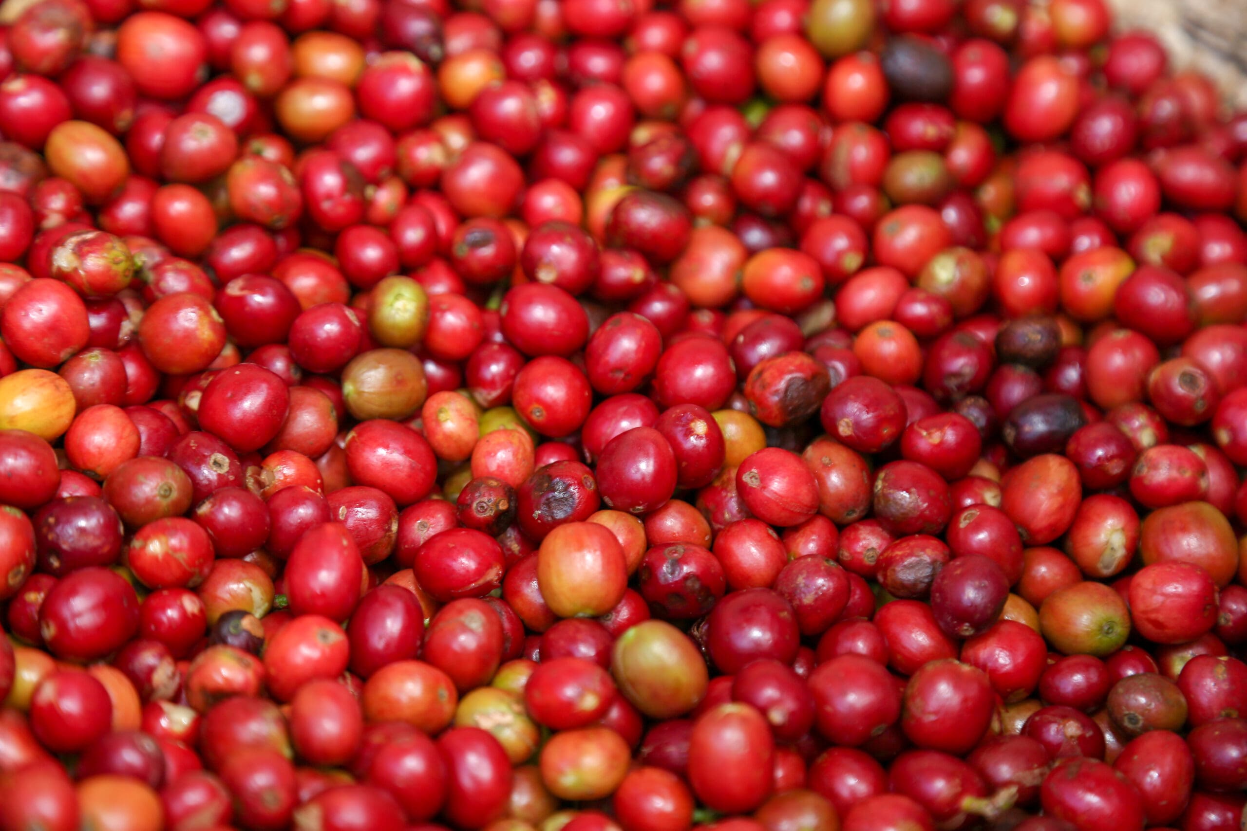 Sidamo Taferi Kela- Extended Natural – Grade 1 - Ally Coffee