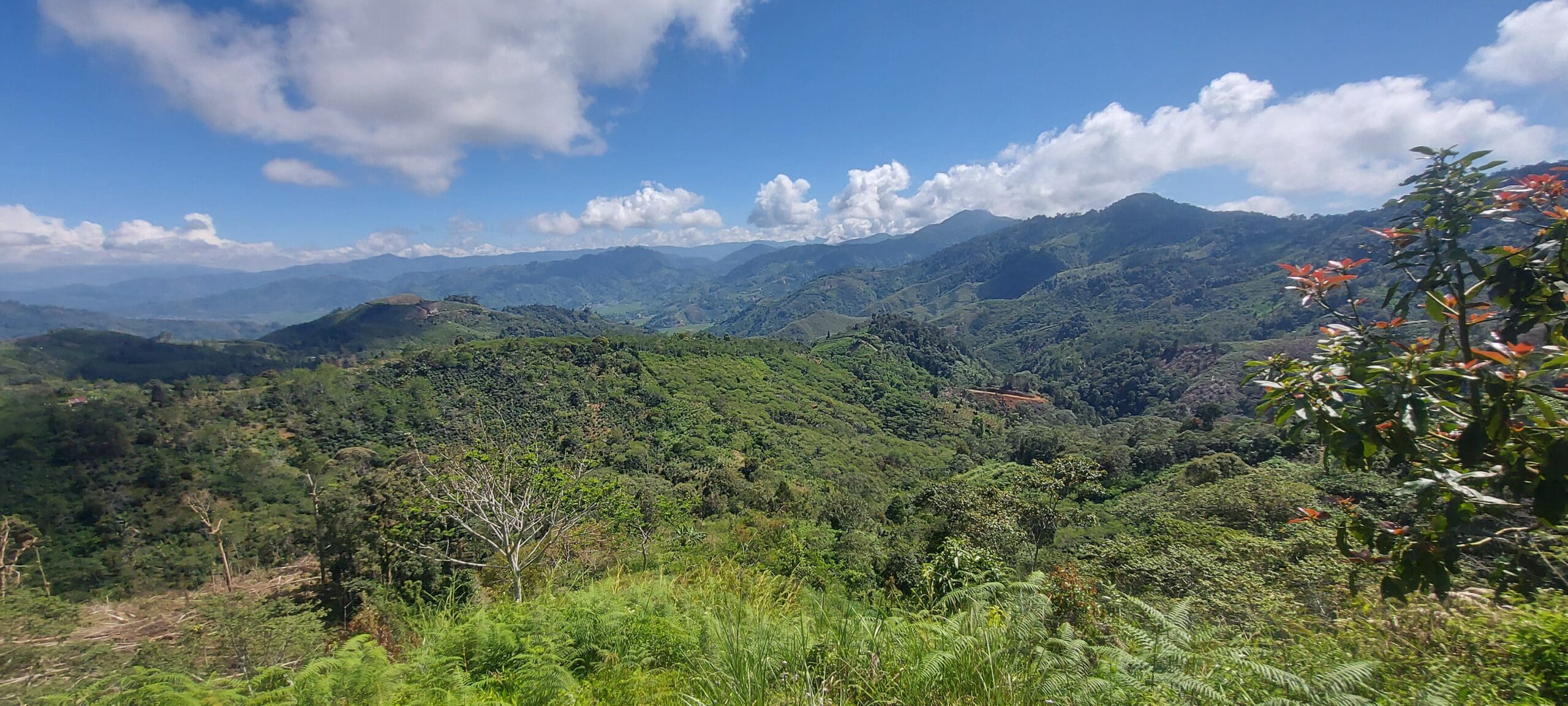 Sumatra Gayo – Wine Process – Triple picked - Ally Coffee