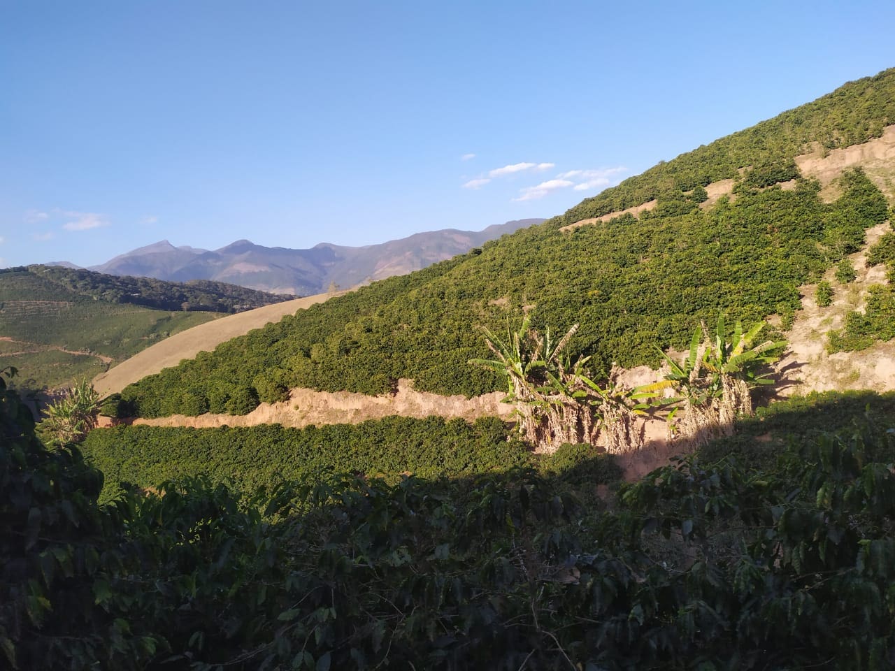 Fazenda Boa Vista – Ruy Machado Junior – Catimor Natural - Ally Coffee