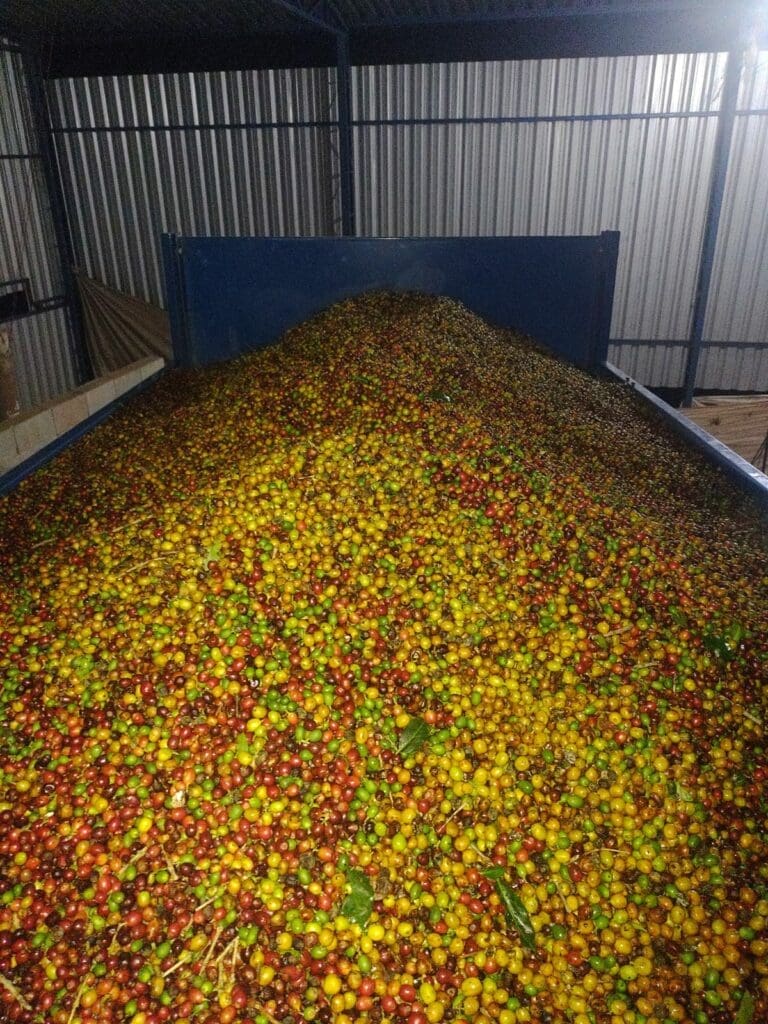 Sítio Santa Rita – Roberto Carlos de Oliveira – Red Catuai Natural ...