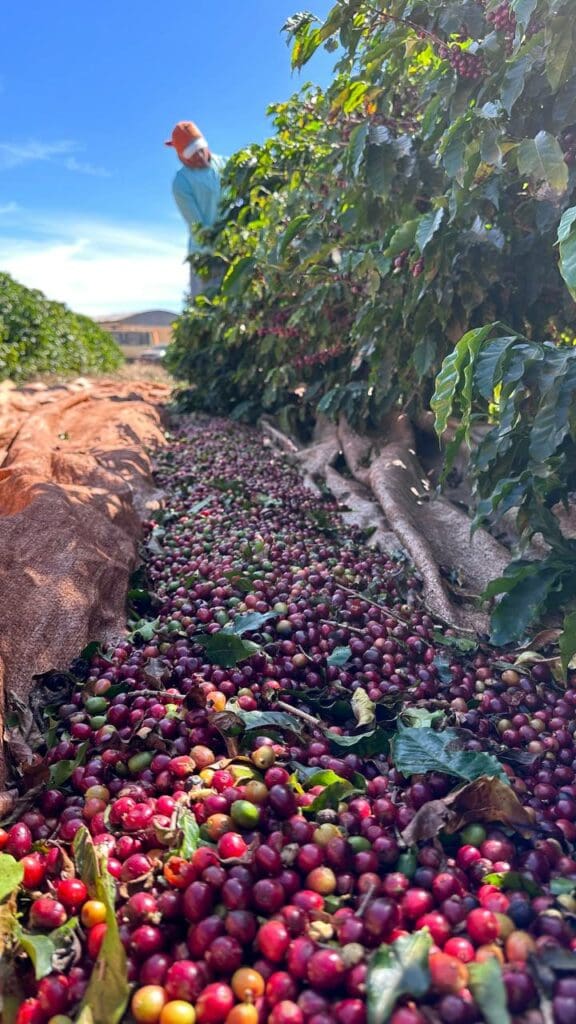 Fazenda Paraíso – Danilo Barbosa – Red Catuai Natural - Ally Coffee