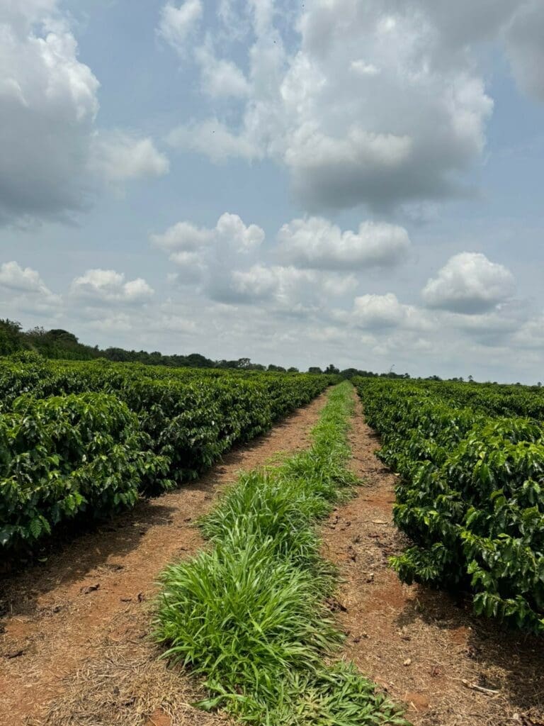 Sítio Santa Rita – Renato Machado – Arara Natural - Ally Coffee
