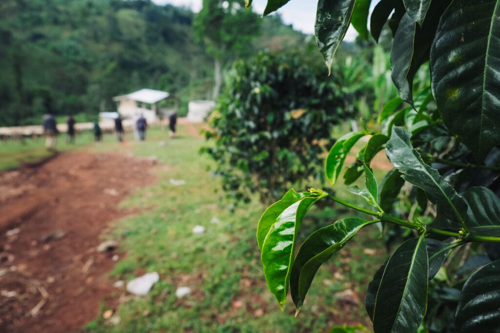 Yirgacheffe – Limited Oxygen – Suke Day Lots - Ally Coffee