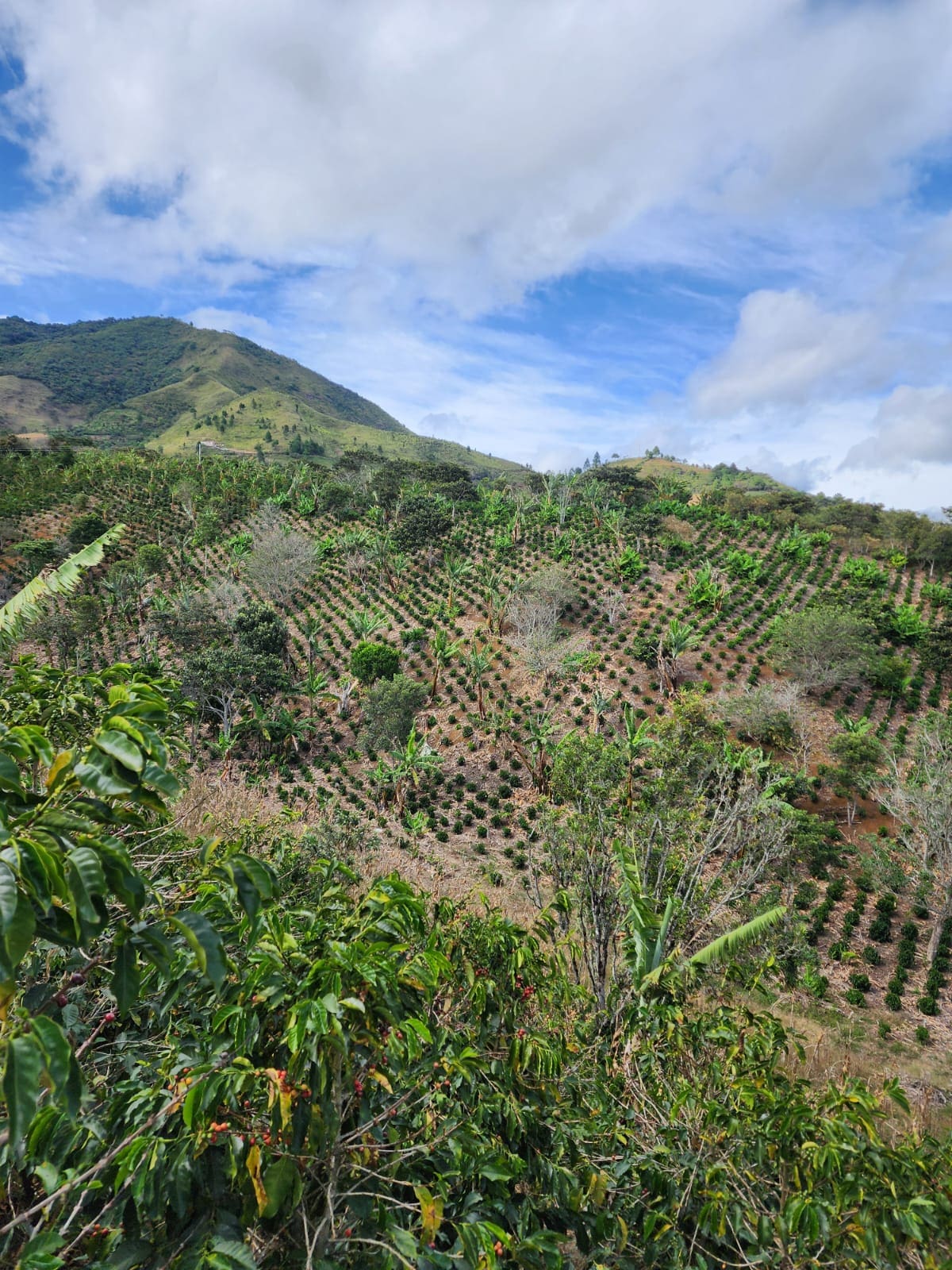 La Joya – Jermy Pedraza – Blend – Natural - Ally Coffee