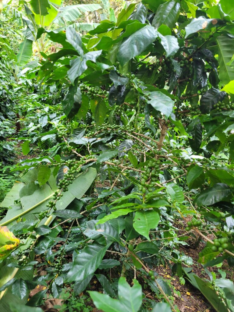 Cafetos de Segovia – Agua Sarca – Red Catuai – Natural - Ally Coffee