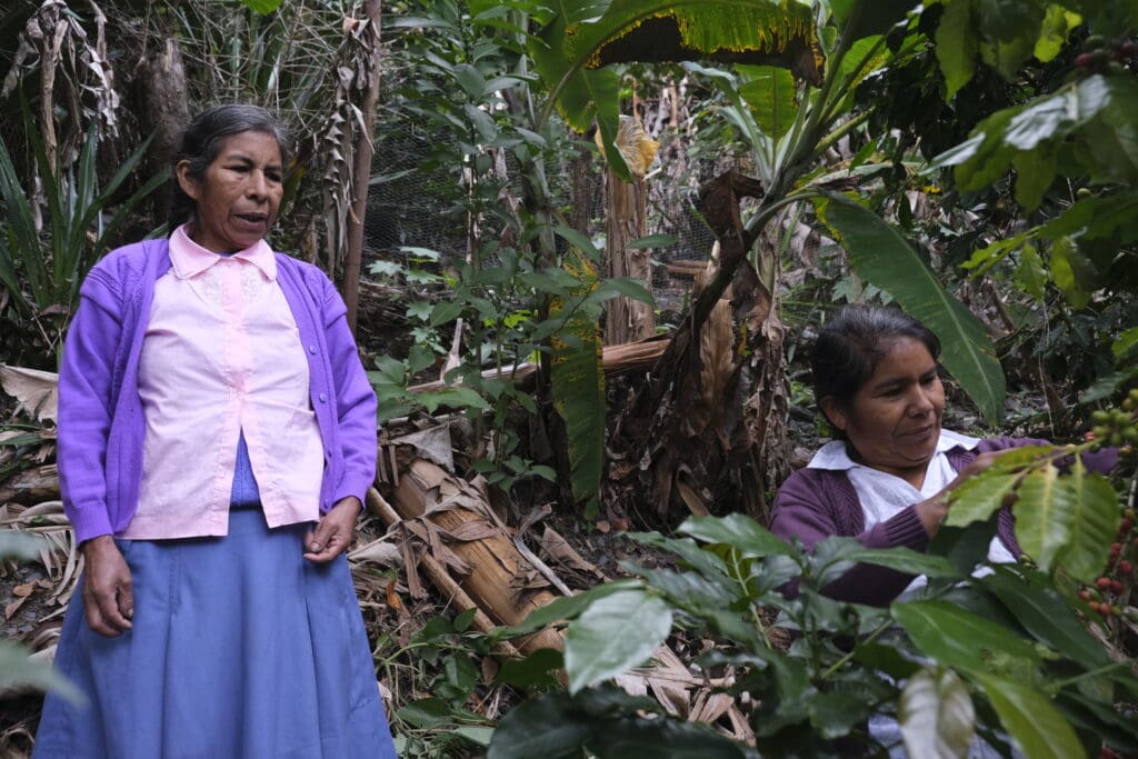 Yuracmayo – Blend – Washed – Grade 1 - Ally Coffee