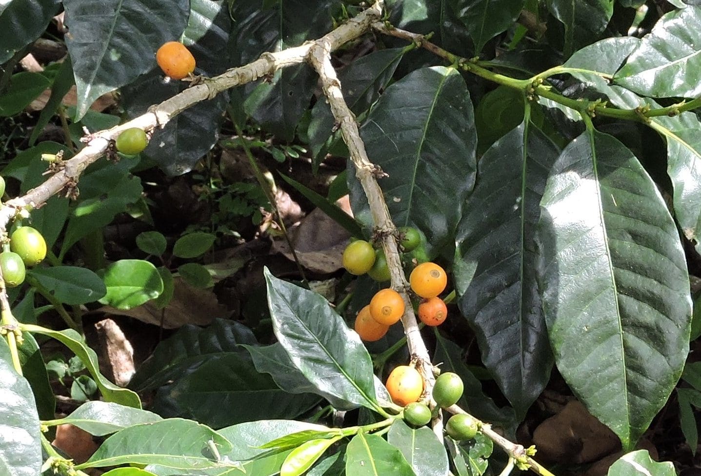 Corrego da Prata Yellow Catuai - Ally Coffee