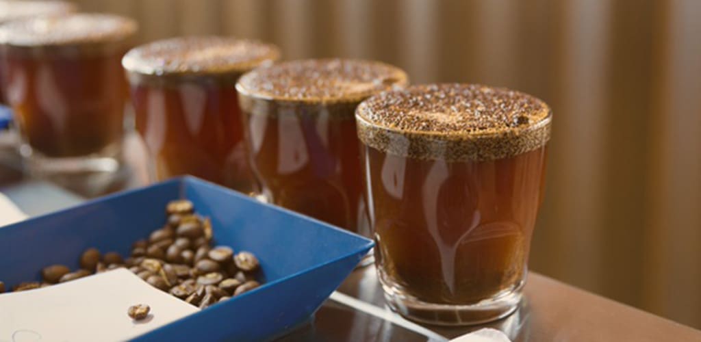 Nossa Senhora de Fatima Organic - Ally Coffee