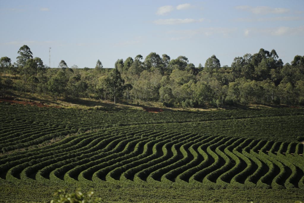 Fazenda Baioka – Renato Monteiro – Mundo Novo Natural - Ally Coffee