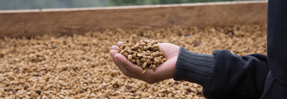 Aponte – Caturra – Honey - Ally Coffee