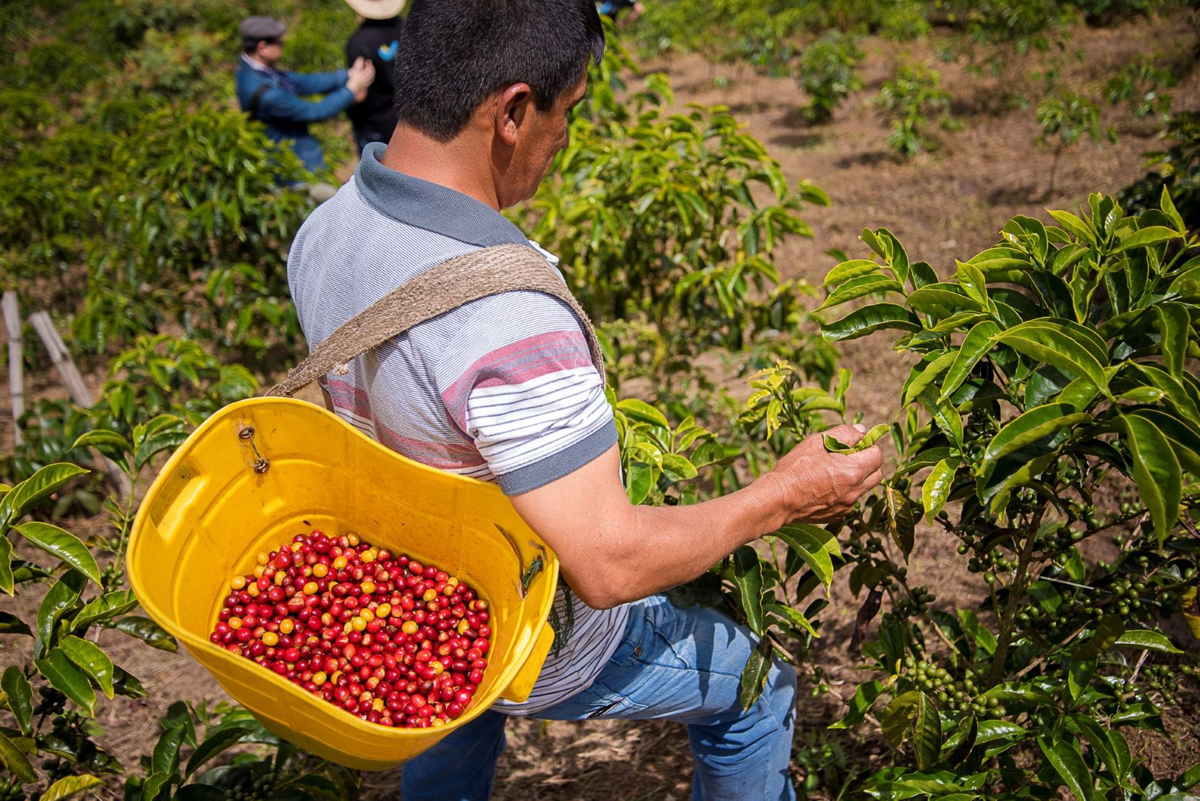Finca El Paraiso INDESTEC Regional Enigma - Ally Coffee