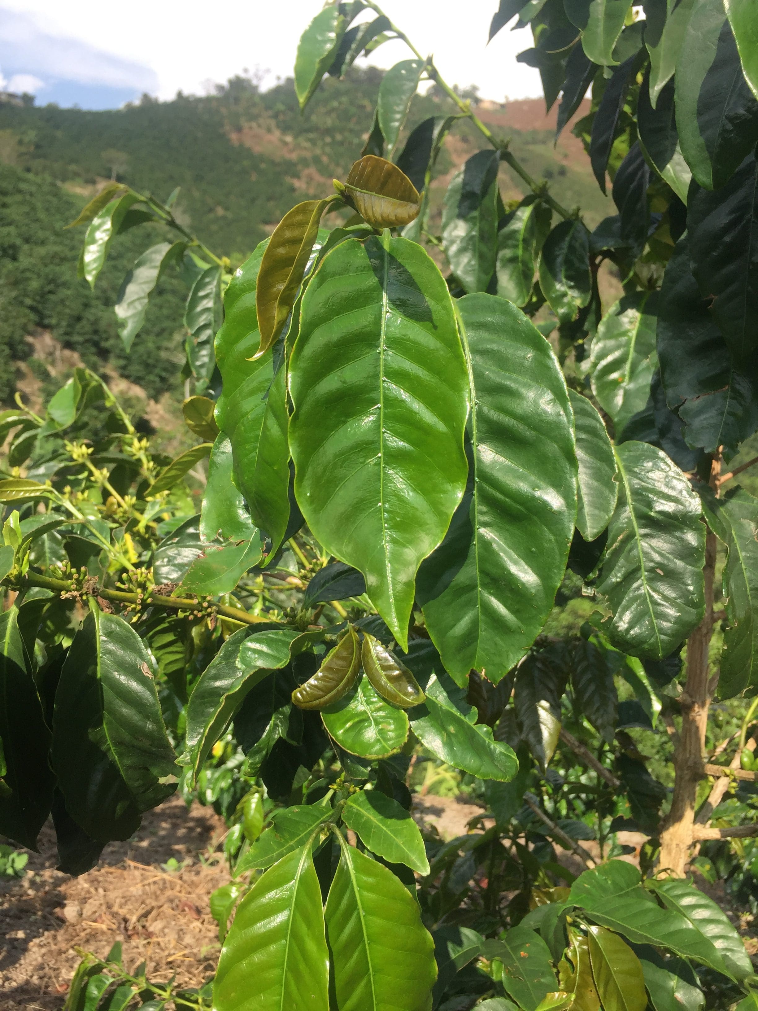 La Loma Pacamara Anaerobic Double Fermentation Washed - Ally Coffee