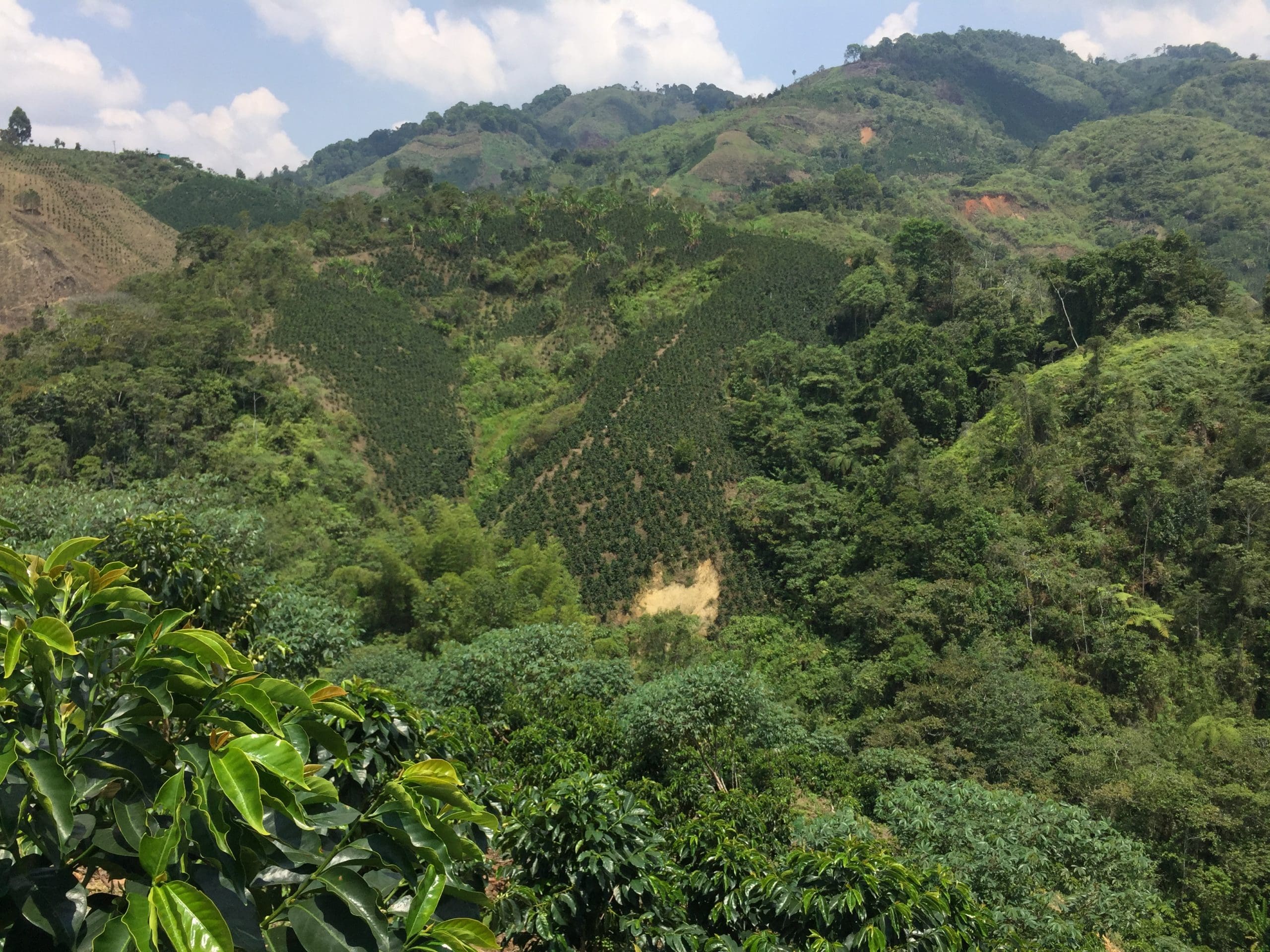 Monteblanco Purple Caturra Spices Co-fermented Washed - Ally Coffee