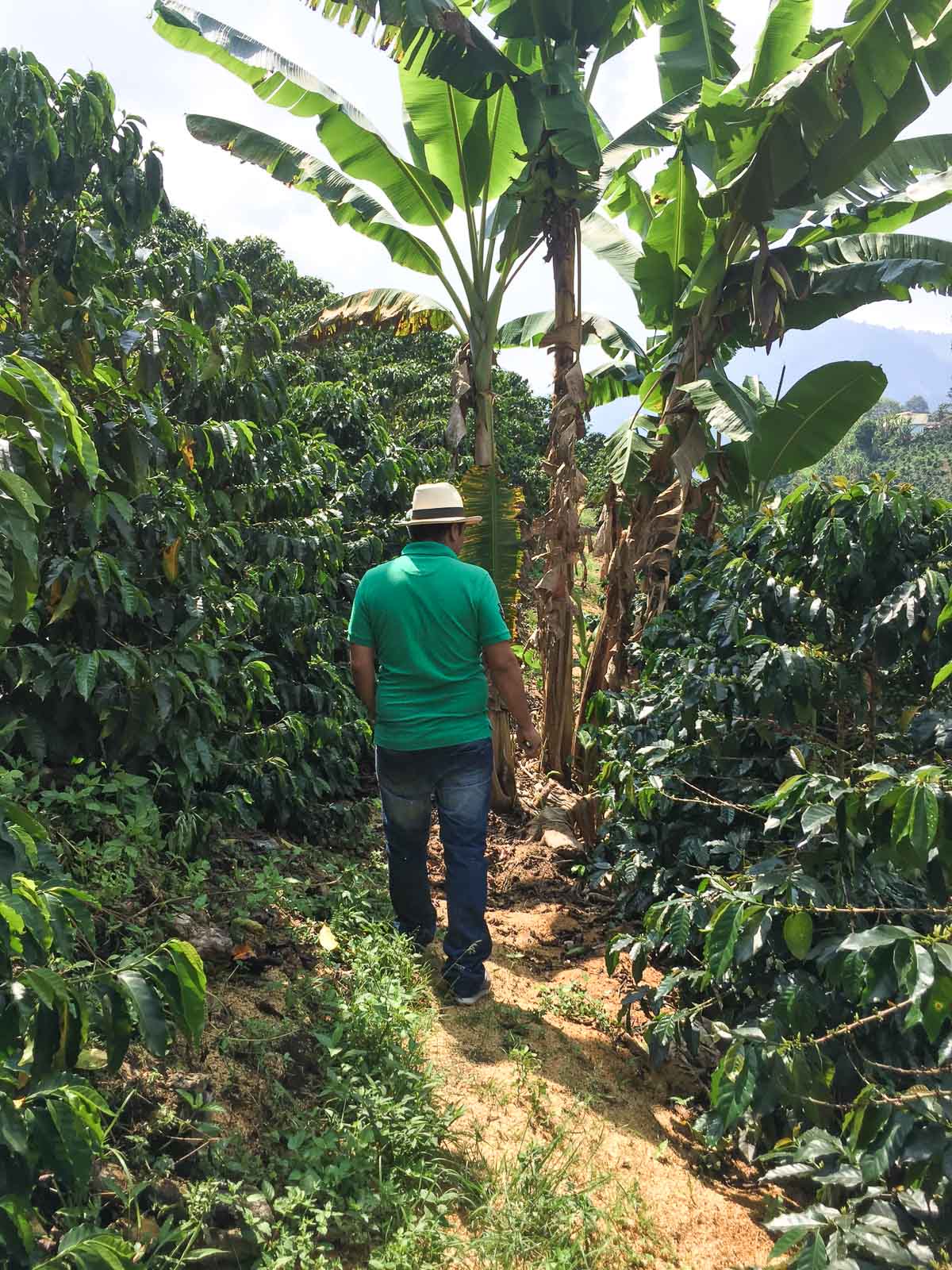 Monteblanco Caturra Natural - Ally Coffee