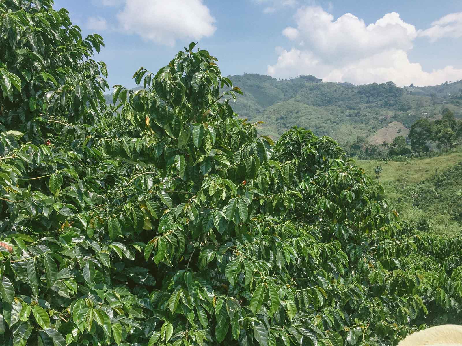 Monteblanco Gesha Cold Fermentation Natural - Ally Coffee