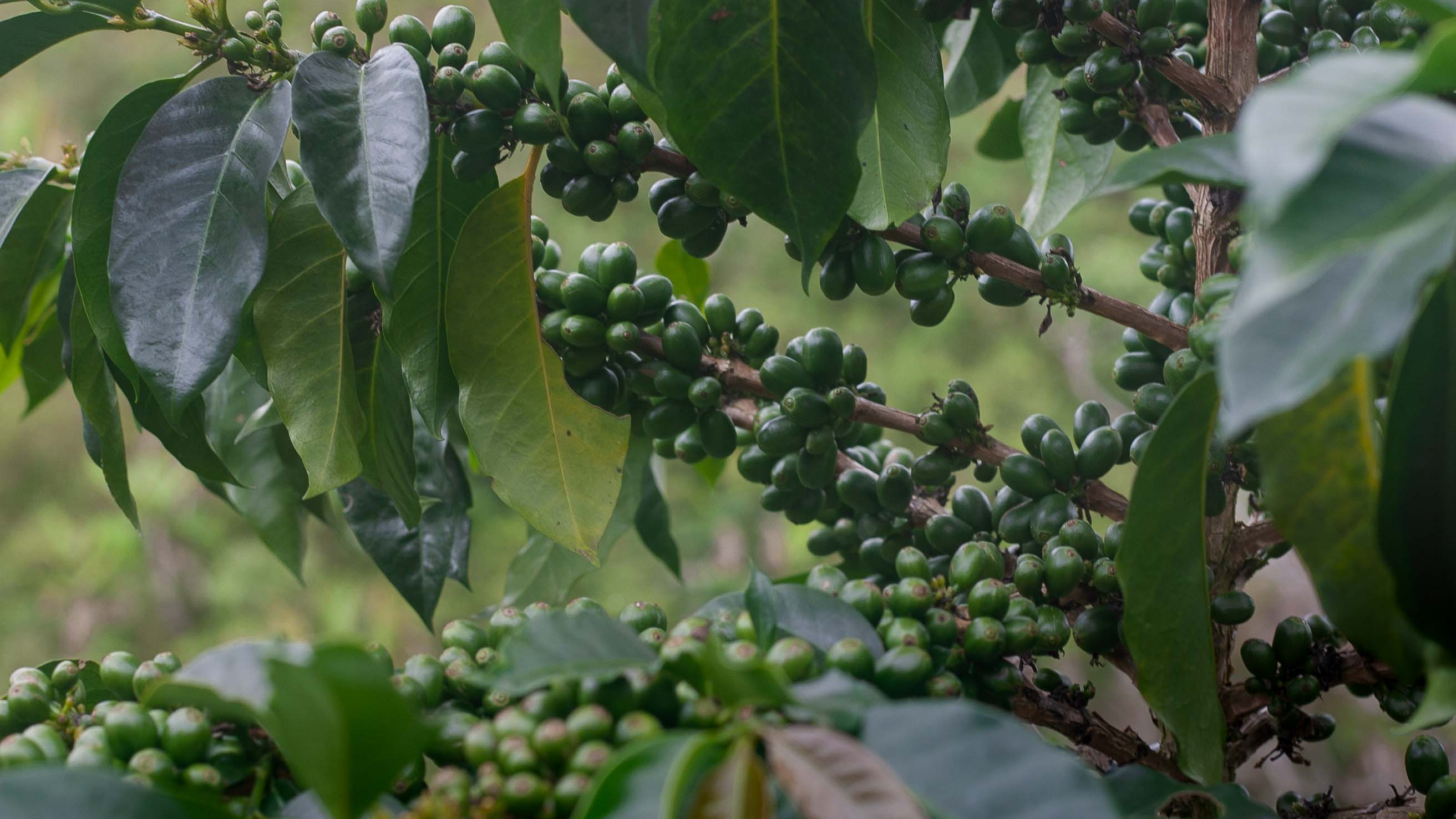 Monteblanco – Pink Bourbon – Cold Washed - Ally Coffee