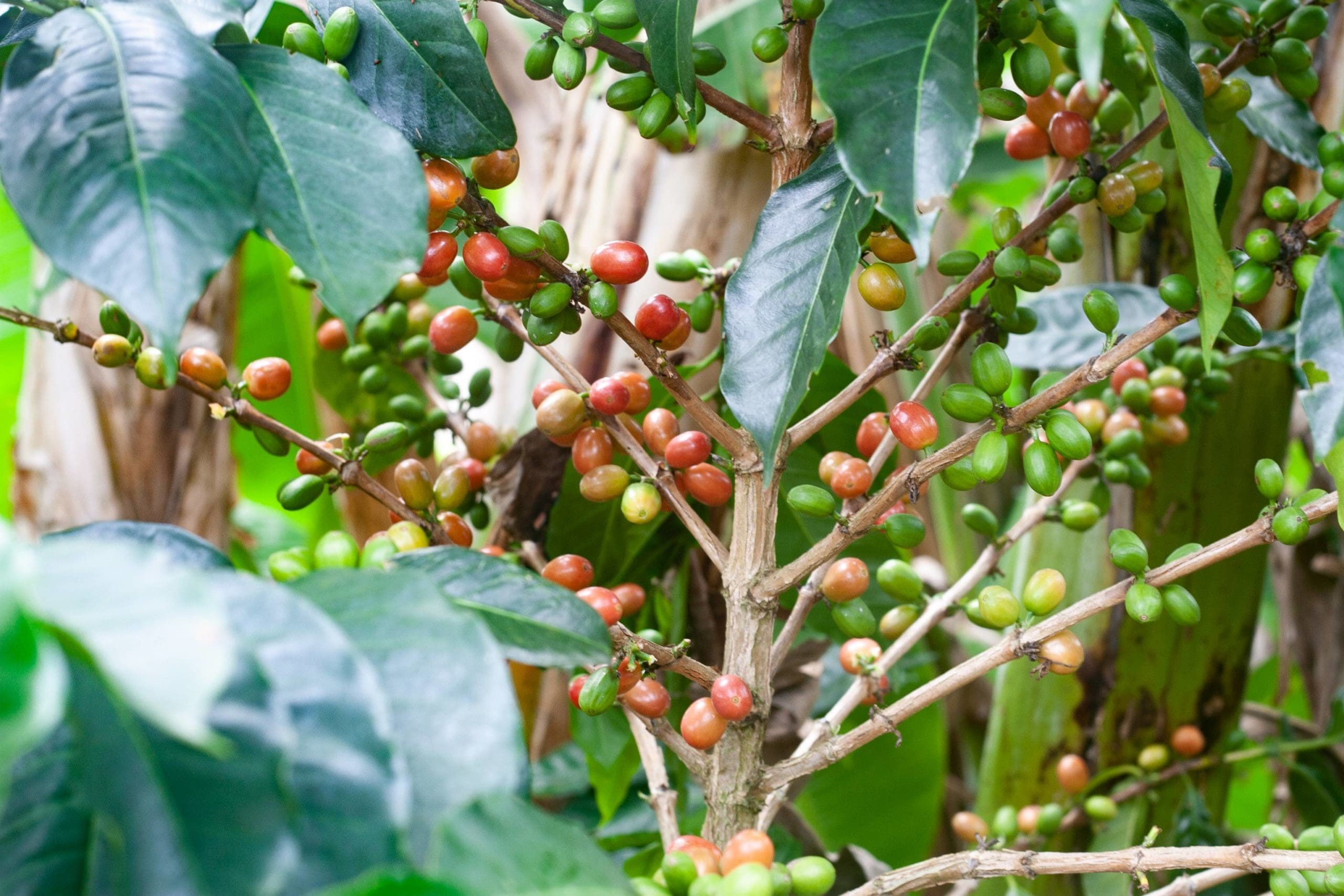 Monteblanco Pink Bourbon Cherry - Ally Coffee