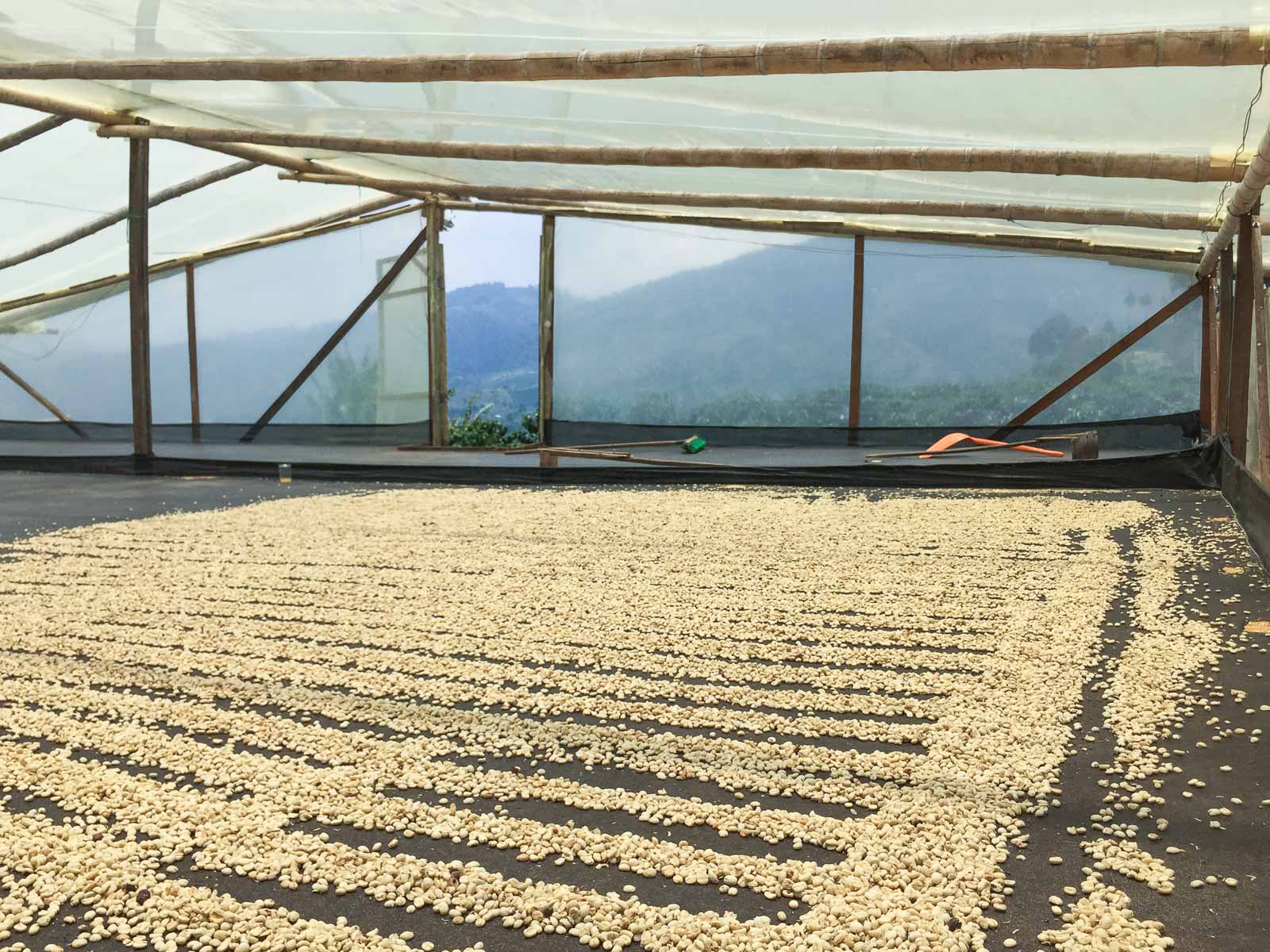 Monteblanco – Purple Caturra – Washed - Ally Coffee