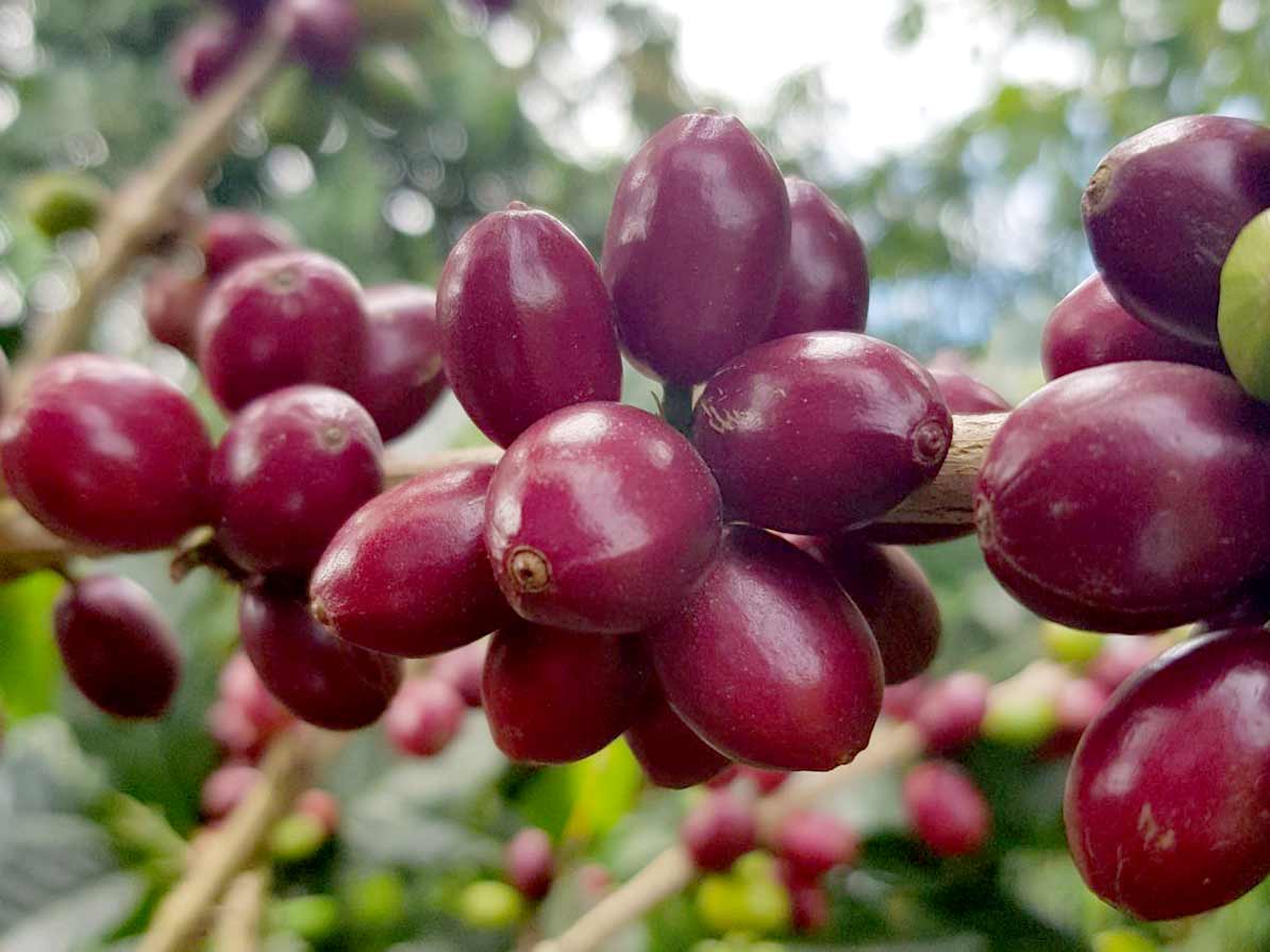 Monteblanco Purple Caturra Natural - Ally Coffee