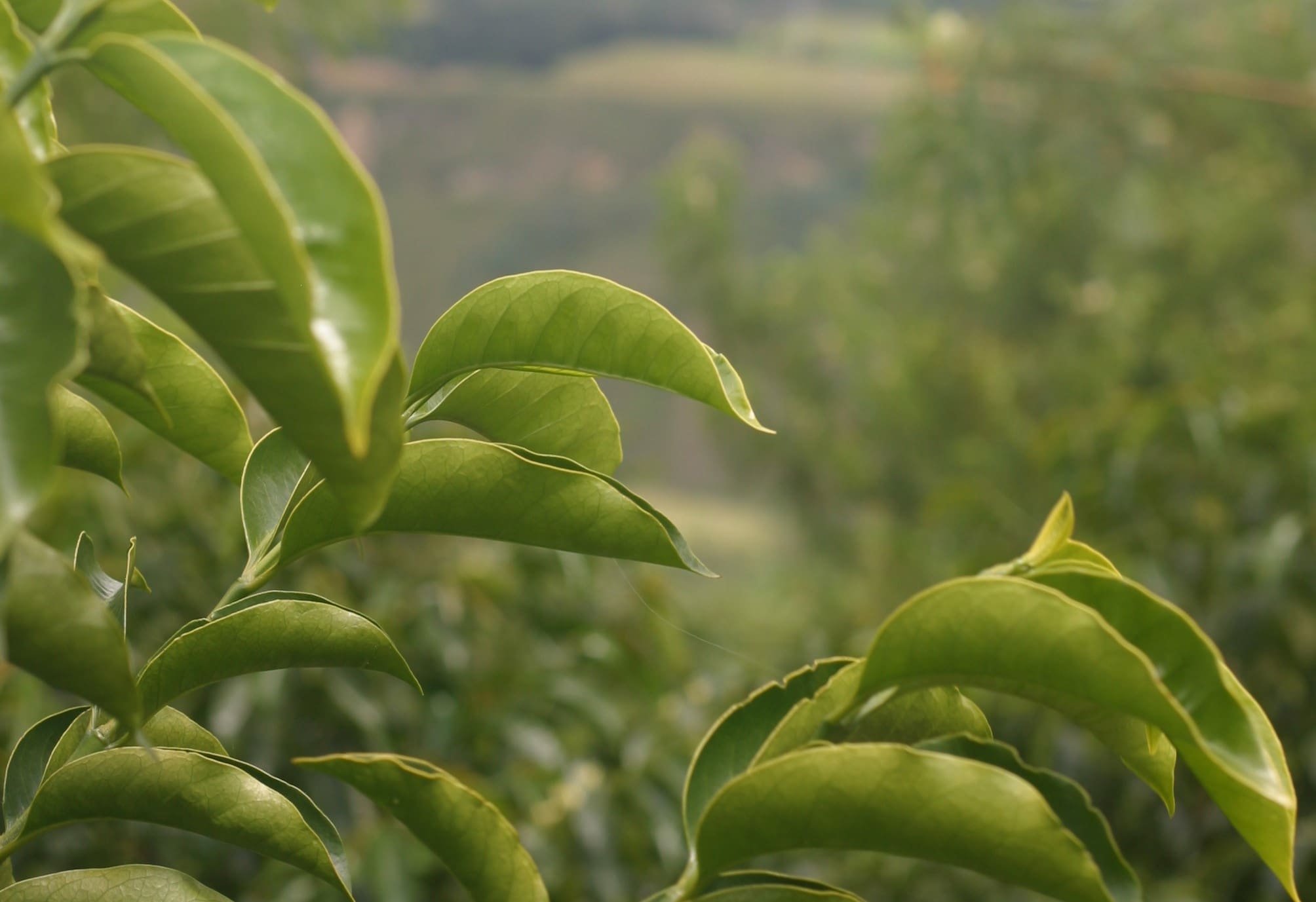 El Obraje Gesha Washed - Ally Coffee