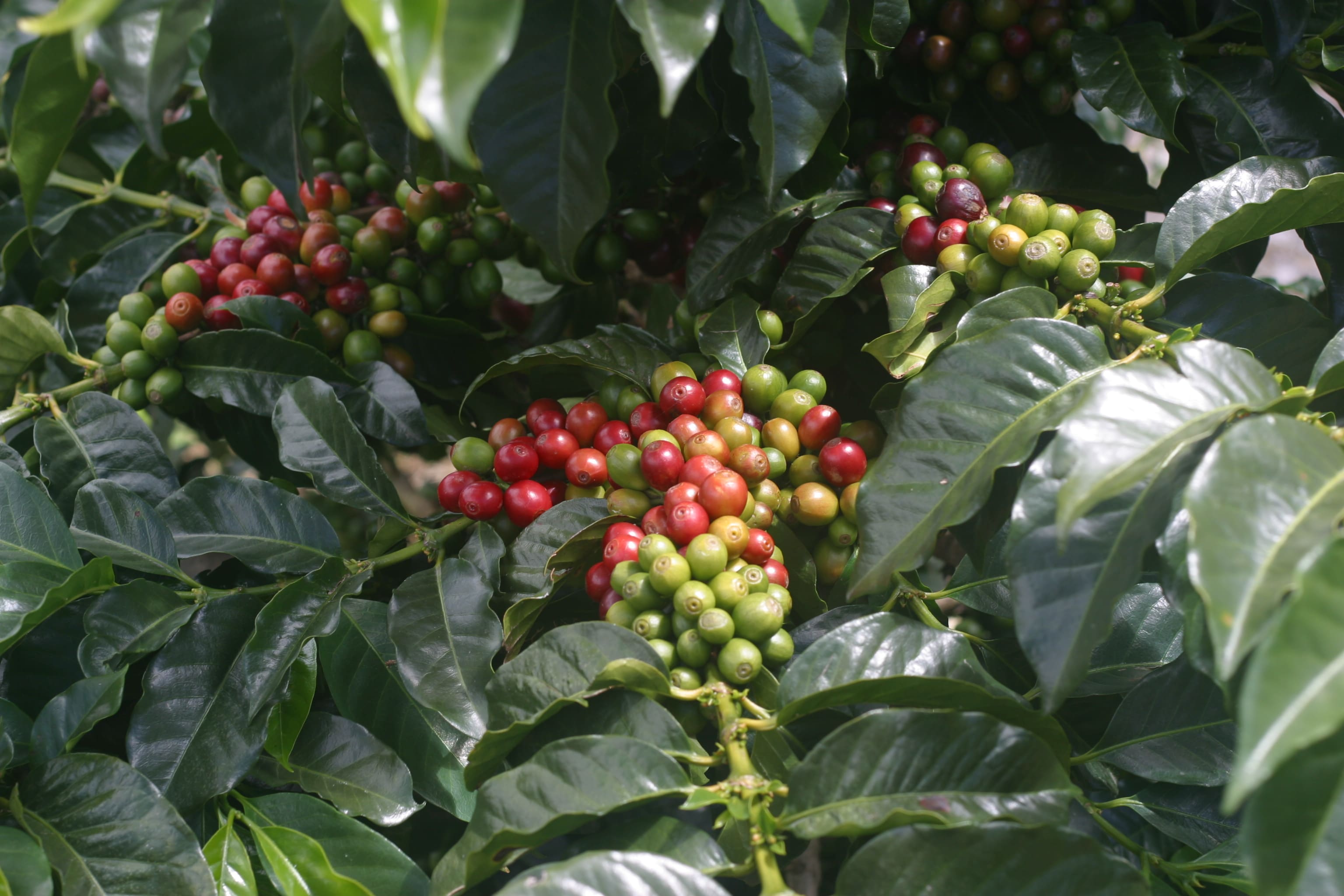 El Obraje – Caturra – Washed - Ally Coffee