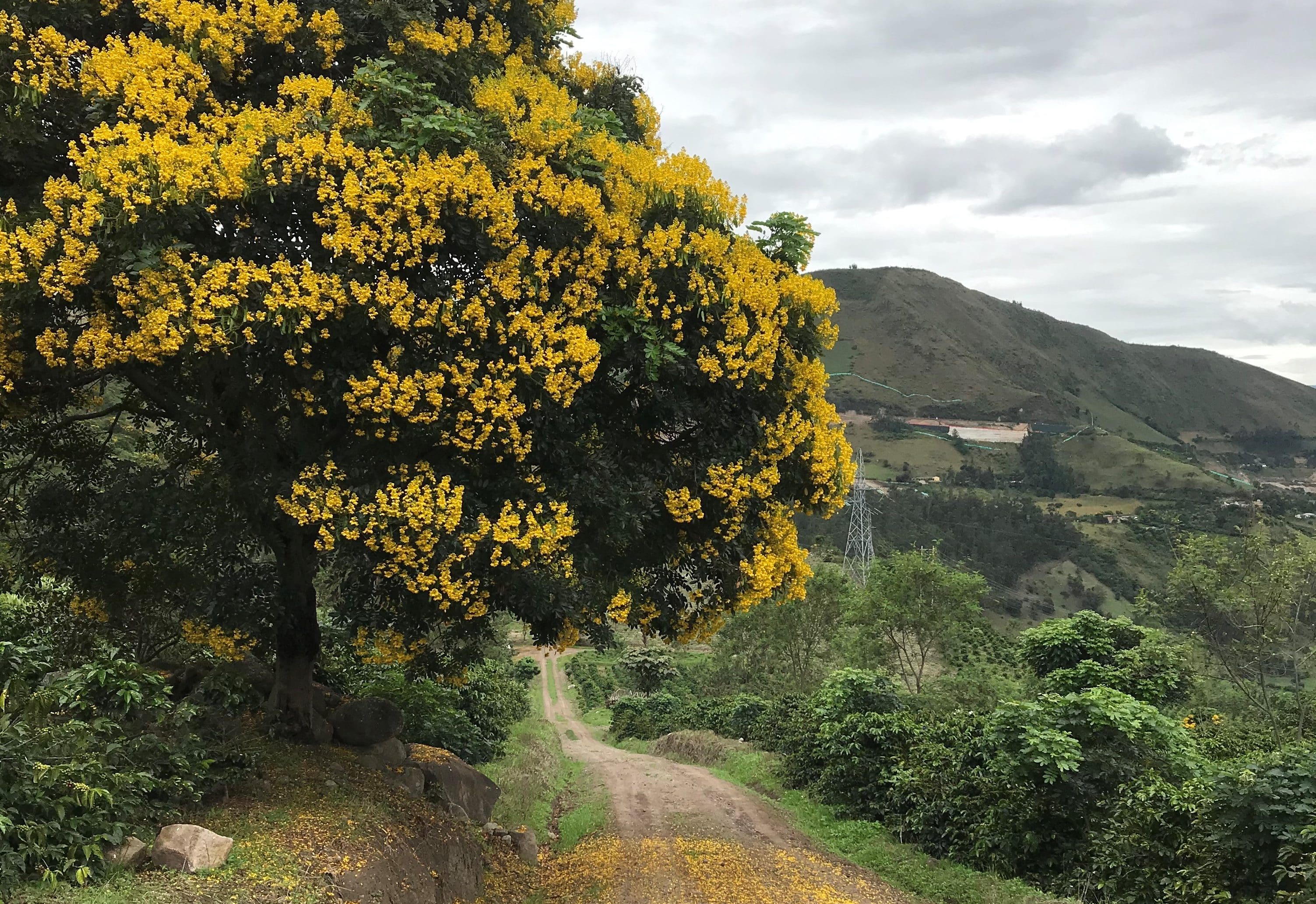 El Obraje Yellow Bourbon Washed - Ally Coffee