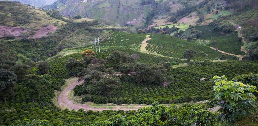 El Obraje Gesha Natural - Ally Coffee