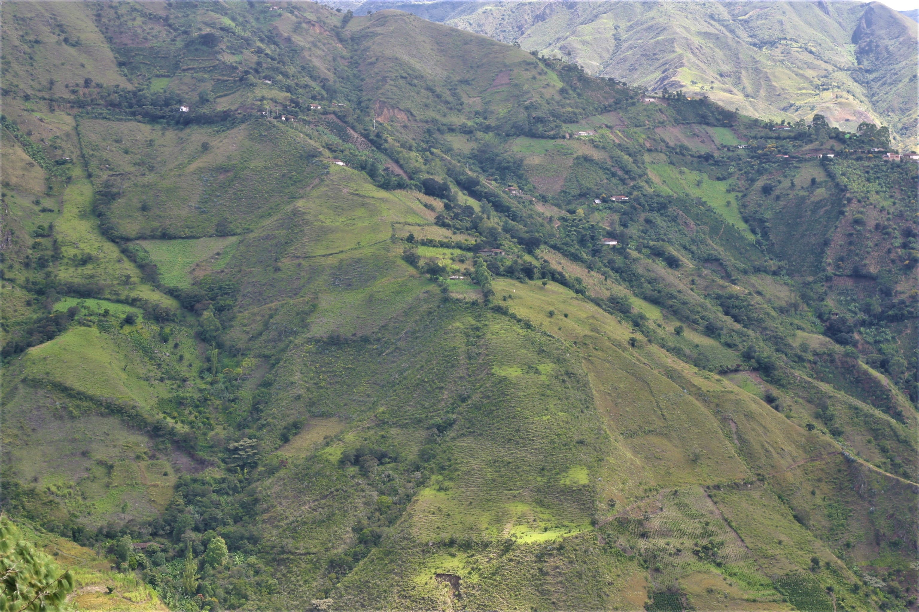 Tropico Sur - Ally Coffee