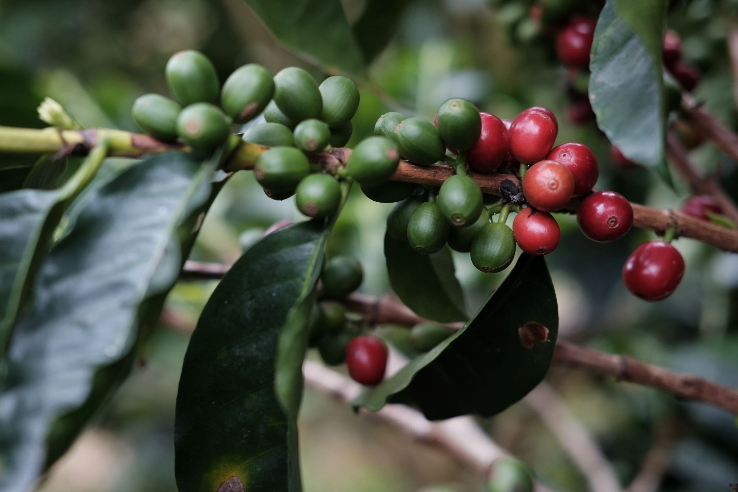Hacienda Sonora – Las Domingas Natural - Ally Coffee